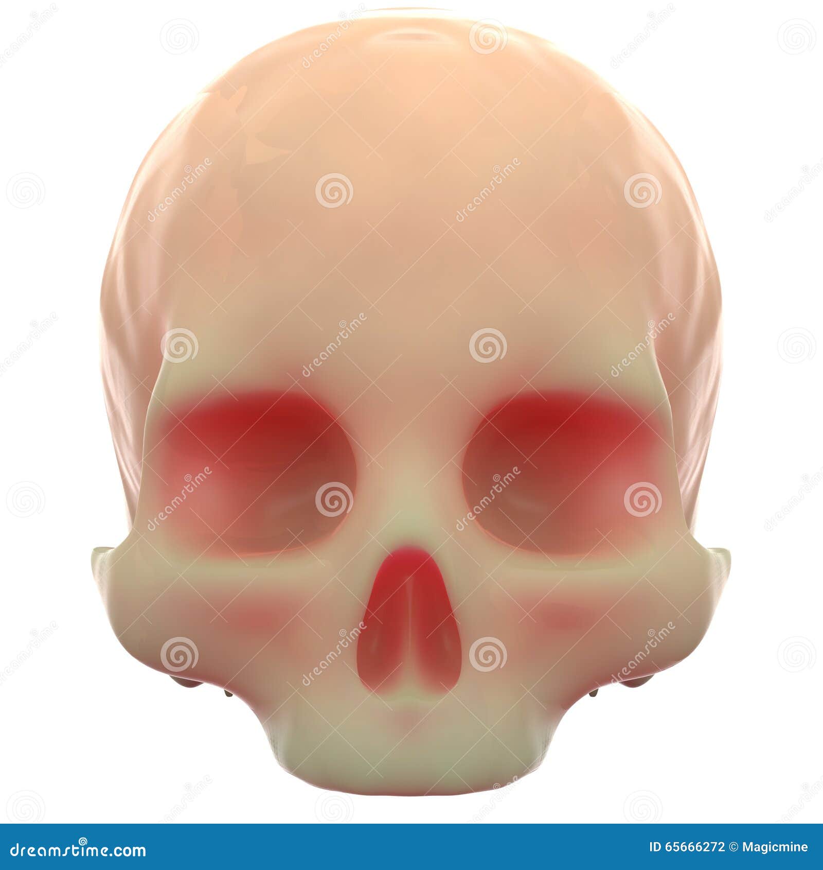 Skull A Part Of Human Skeleton System Anatomy Anterior View With ...