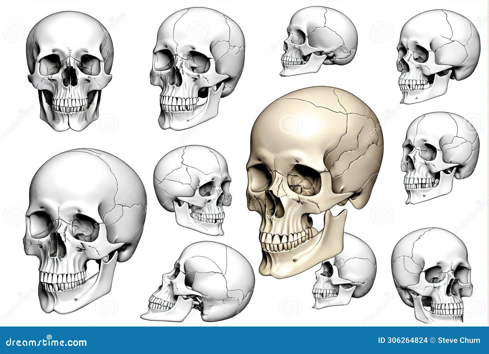 Human Skull from Various Angles Stock Illustration - Illustration of ...