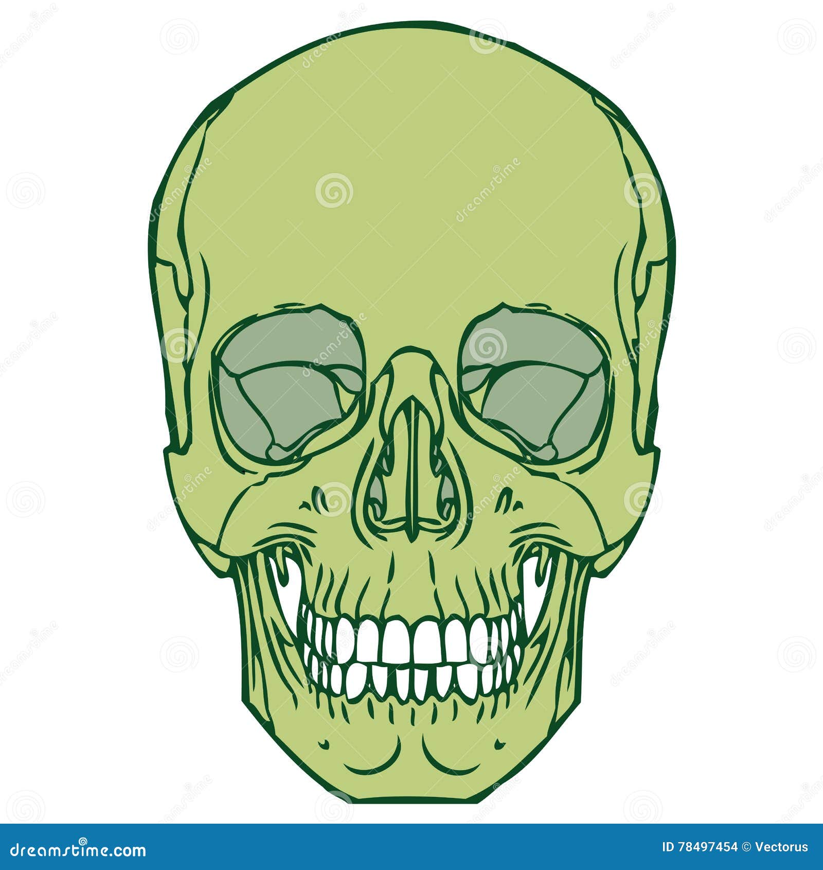 Human Skull 03 stock vector. Illustration of scientific - 78497454