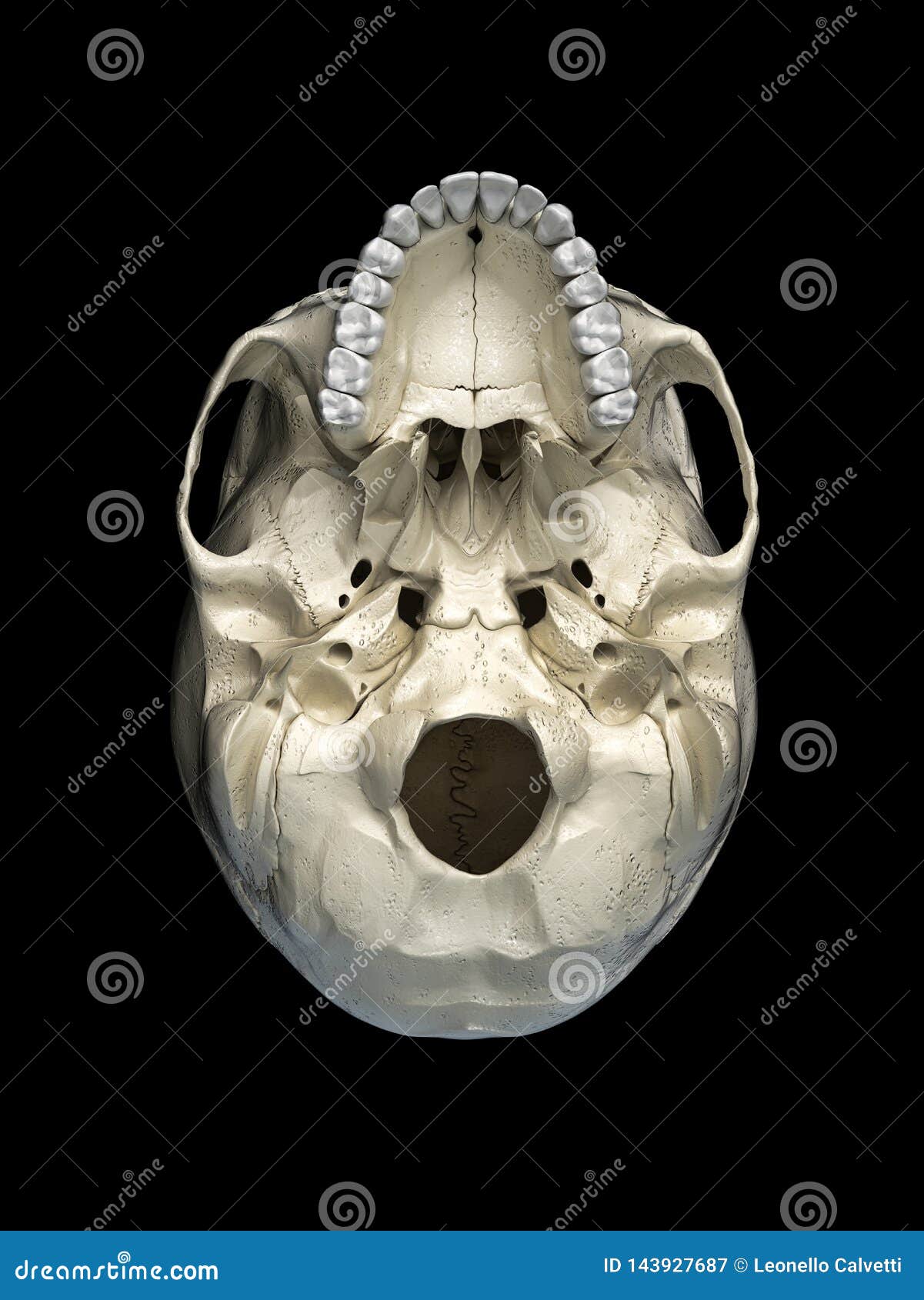 Human Skull Viewed from the Bottom Stock Illustration - Illustration of ...