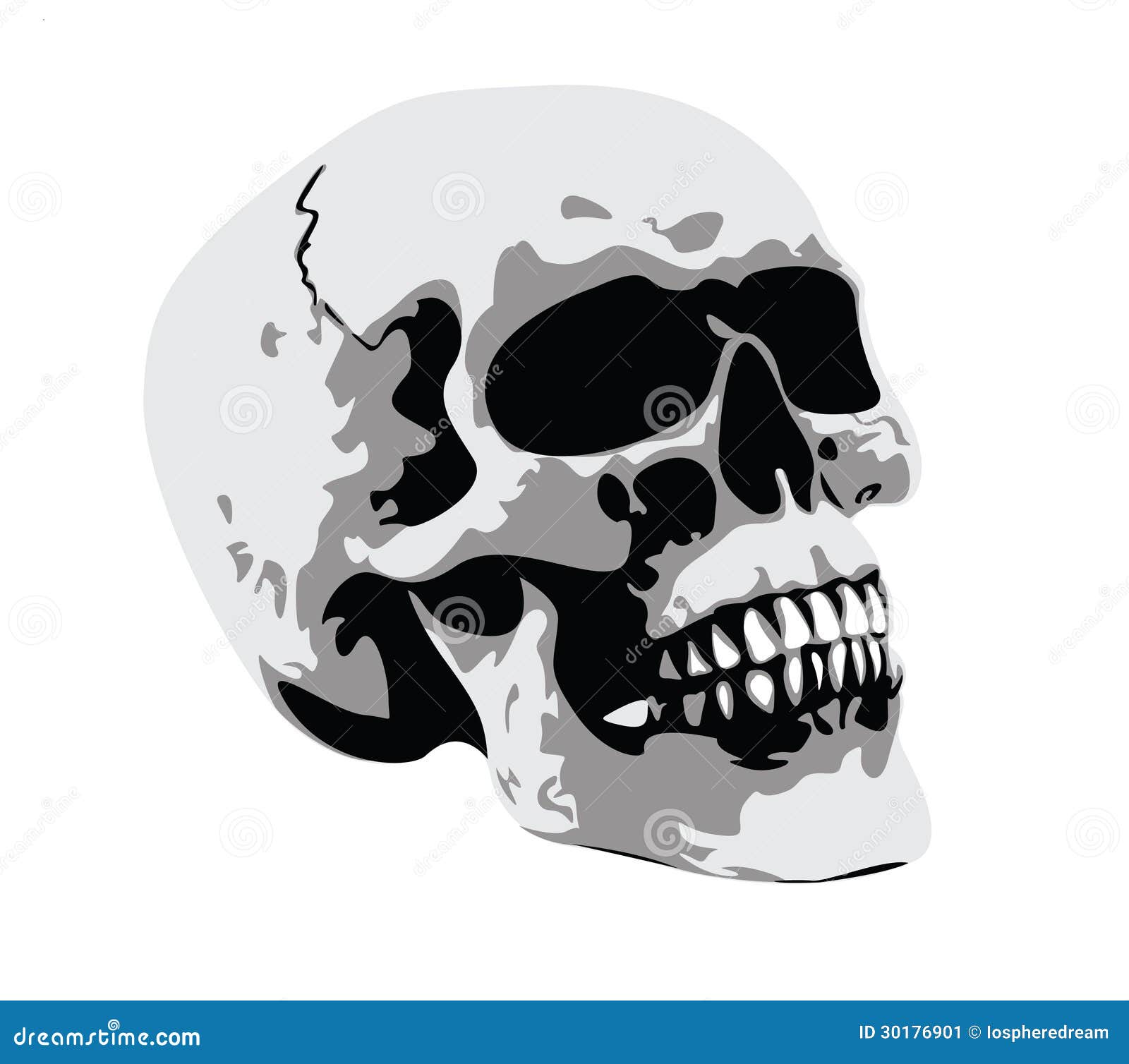 Skull stock vector. Illustration of anatomy, horror, ancient - 30176901