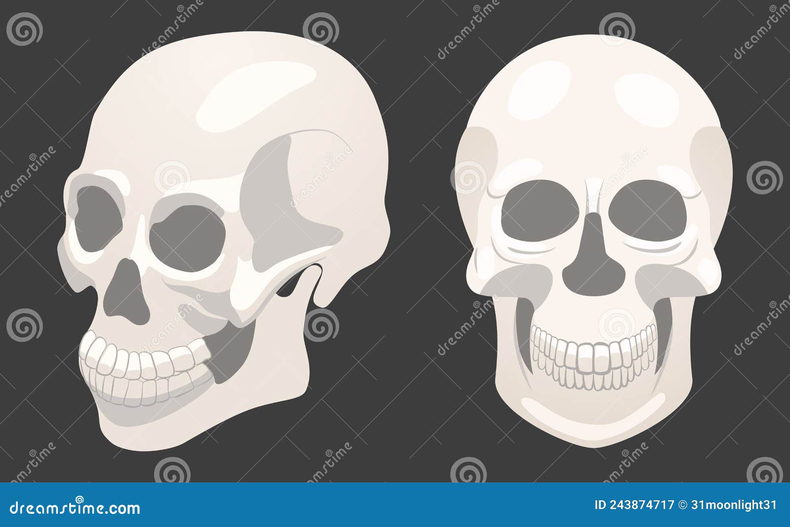 Human skulls stock vector. Illustration of bone, skull - 243874717
