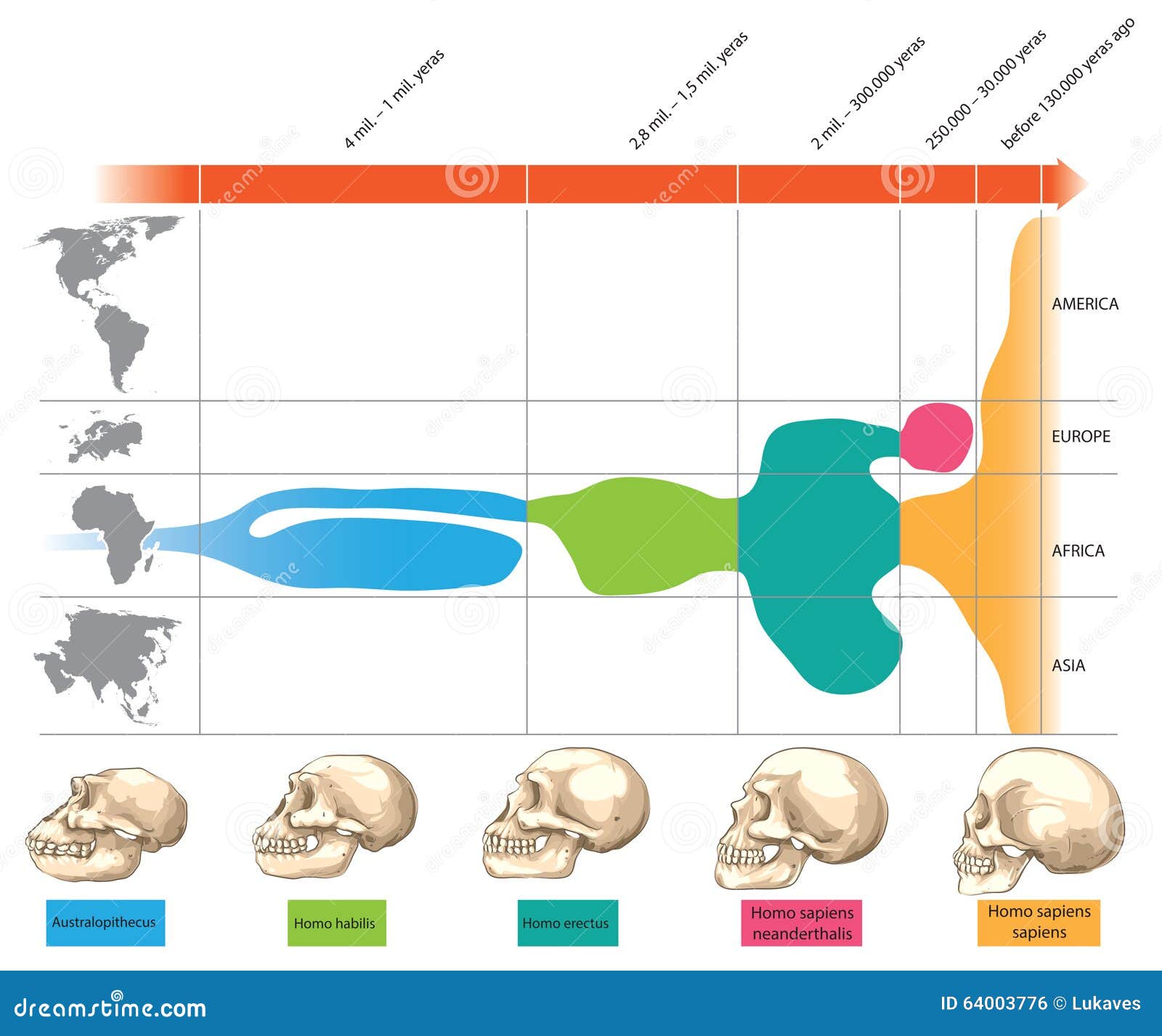 Evolution Of The Skull. Human Skull. Australopithecus. Cartoon Vector ... Evolution Of The Skull. Human Skull. Australopithecus. Cartoon Vector ...