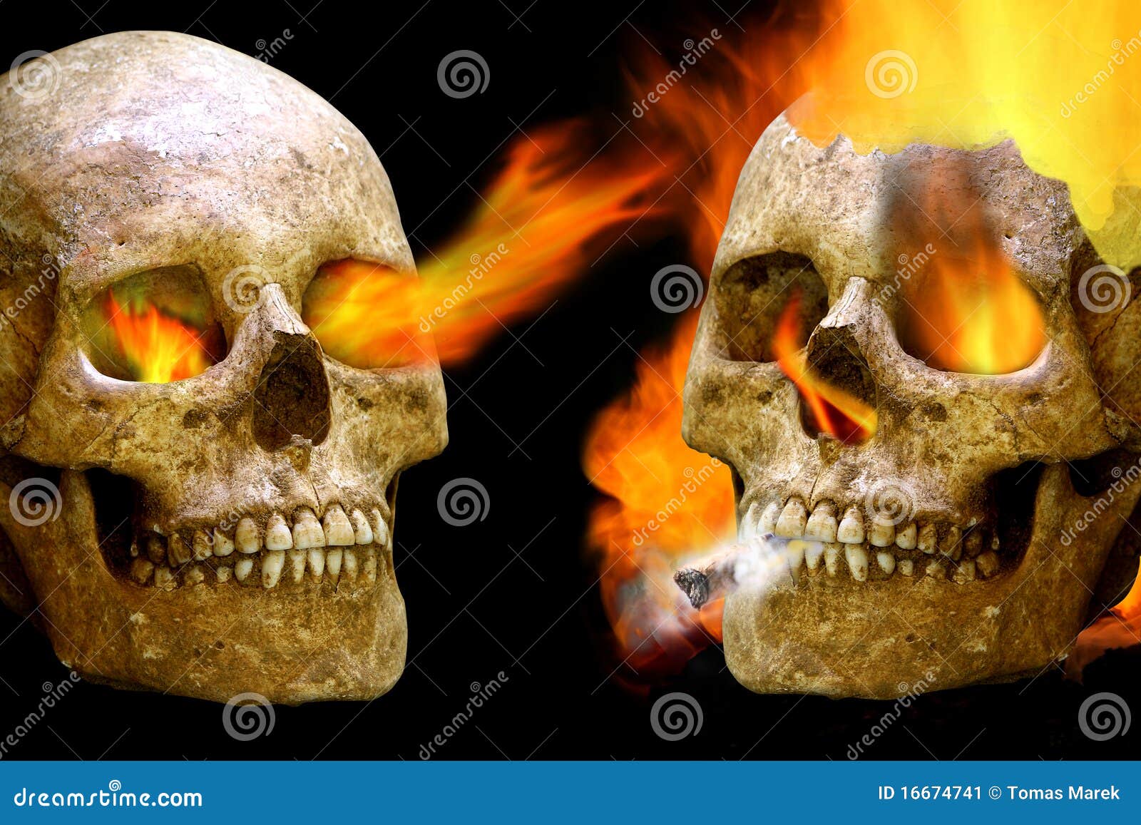 Human skulls war stock image. Image of horror, scary - 16674741
