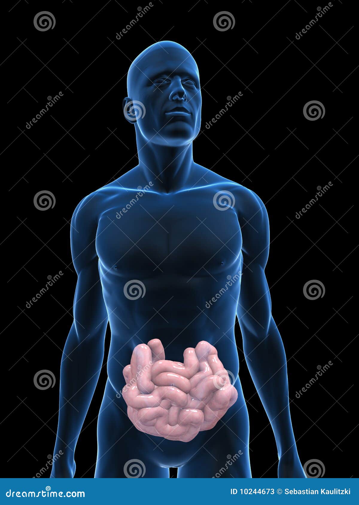 Human smal intestines stock illustration. Illustration of human - 10244673