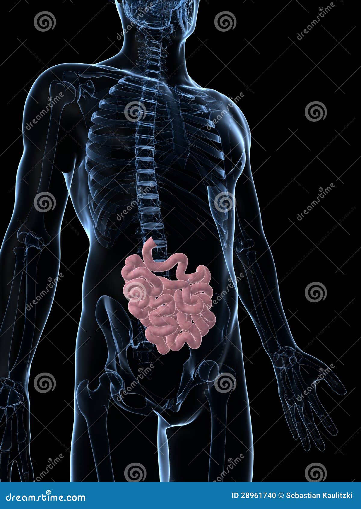 Human small intestine stock illustration. Illustration of digestive ...