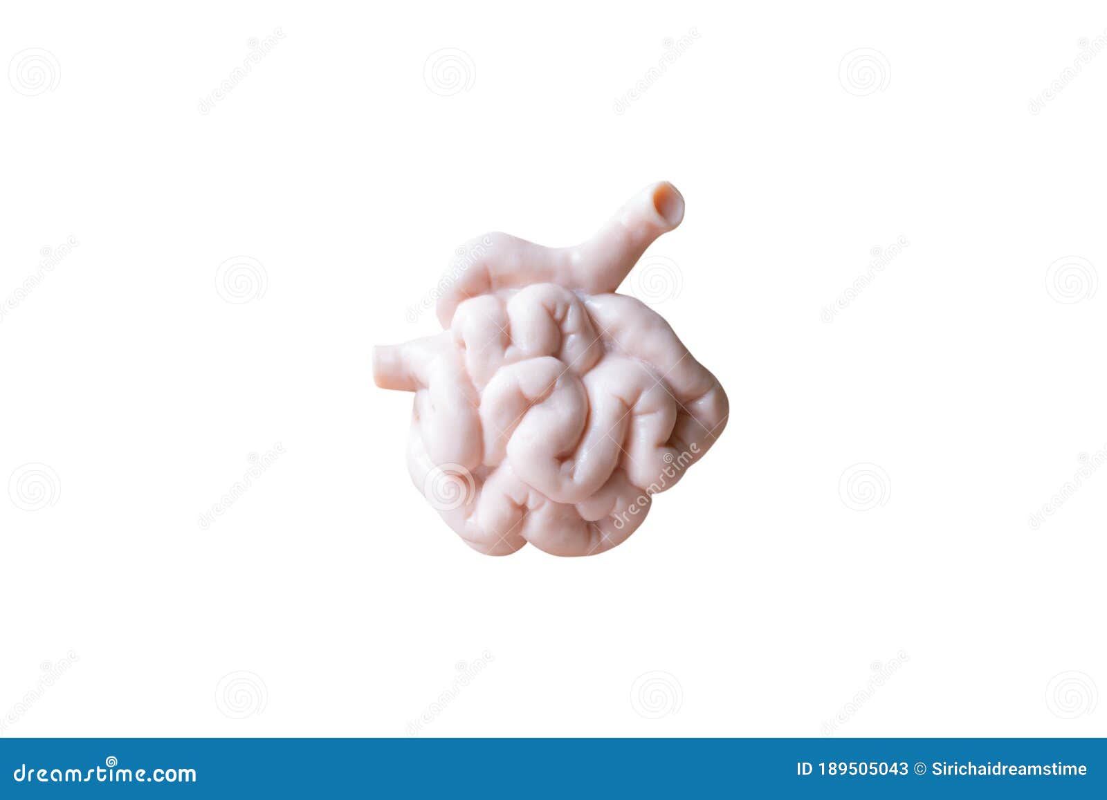 Human Small Intestine Anatomical Model On White Background Royalty Free