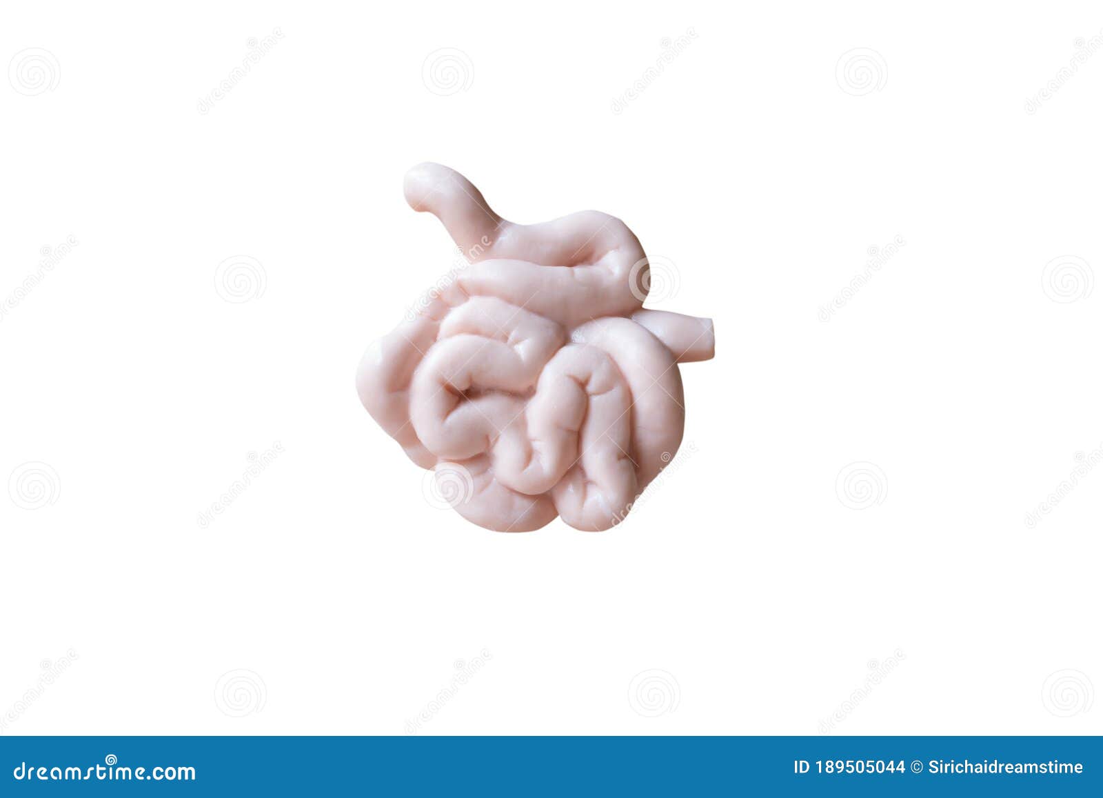 Human Small Intestine Anatomical Model On White Background Royalty Free