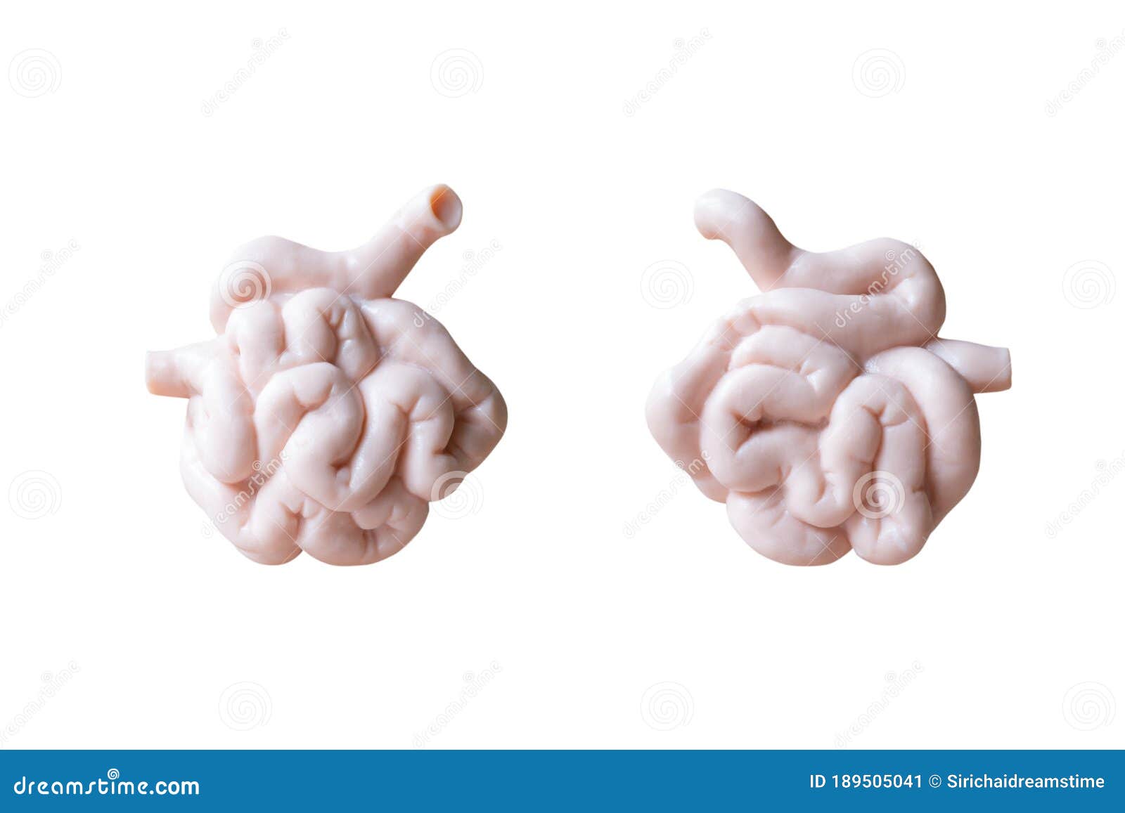 Human Small Intestine Anatomical Model On White Background Royalty-Free ...