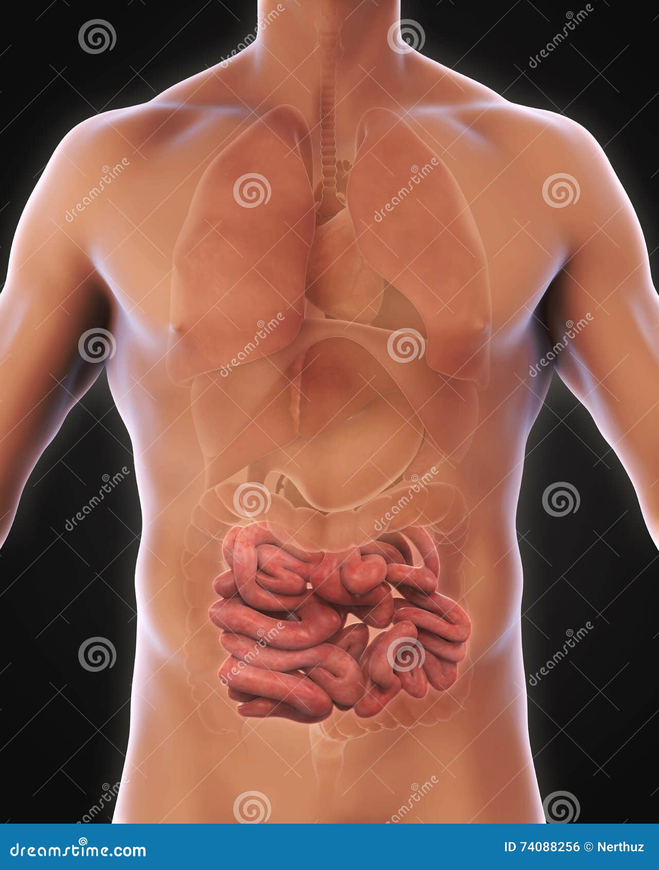 Human Small Intestine Anatomy Stock Illustration - Illustration of ...