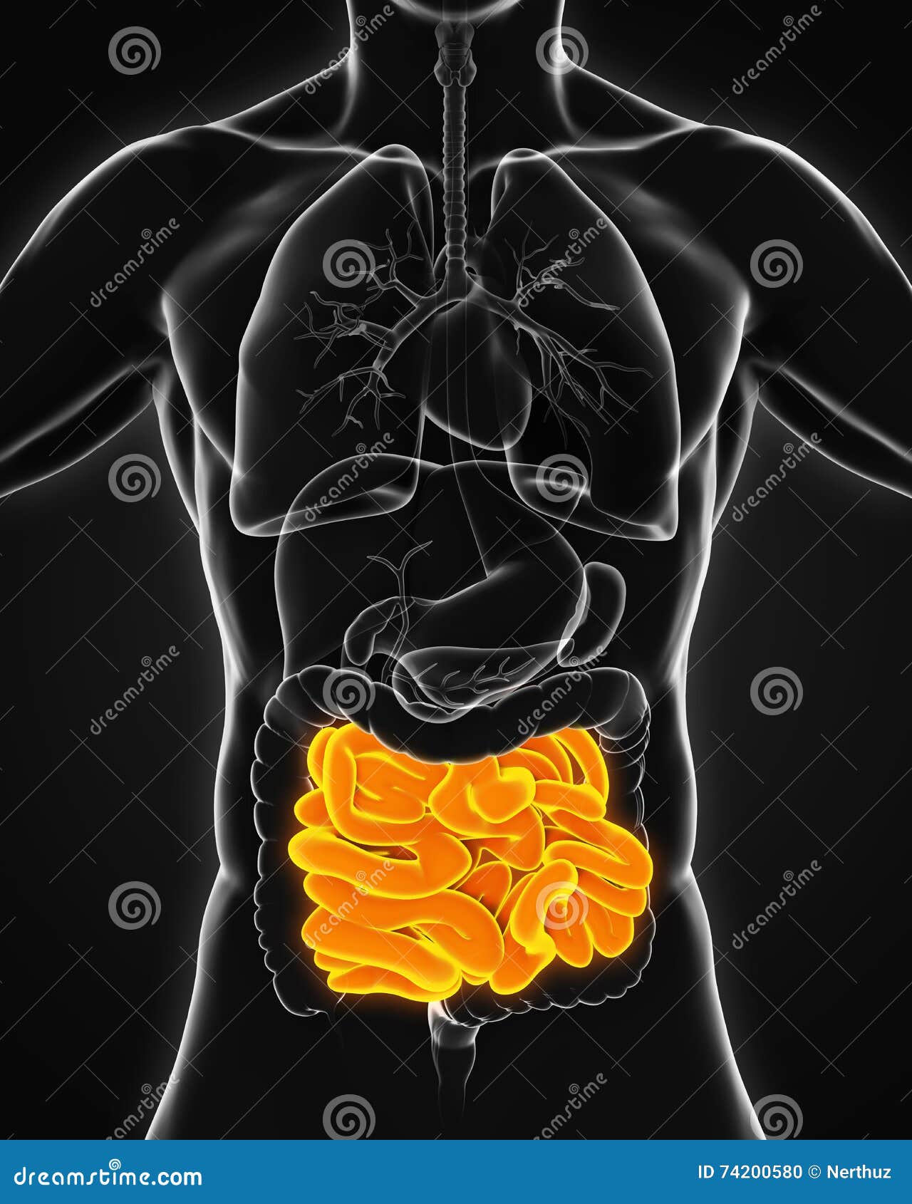 Human Small Intestine Anatomy Stock Illustration - Illustration of ...