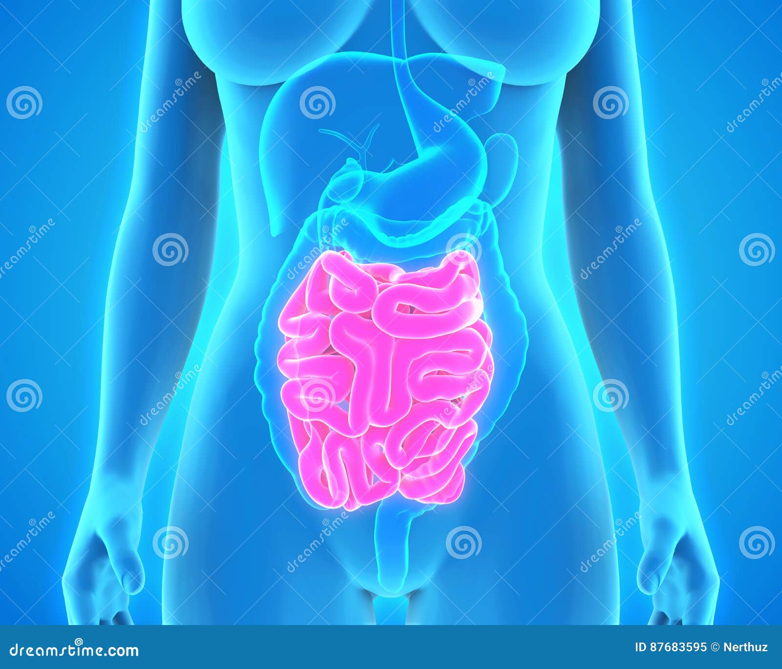 Human Small Intestine Anatomy Stock Illustration - Illustration of ...