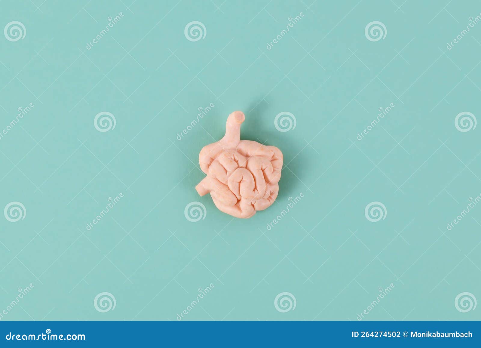 Human Small Intestine Anatomical Model On White Background Royalty Free