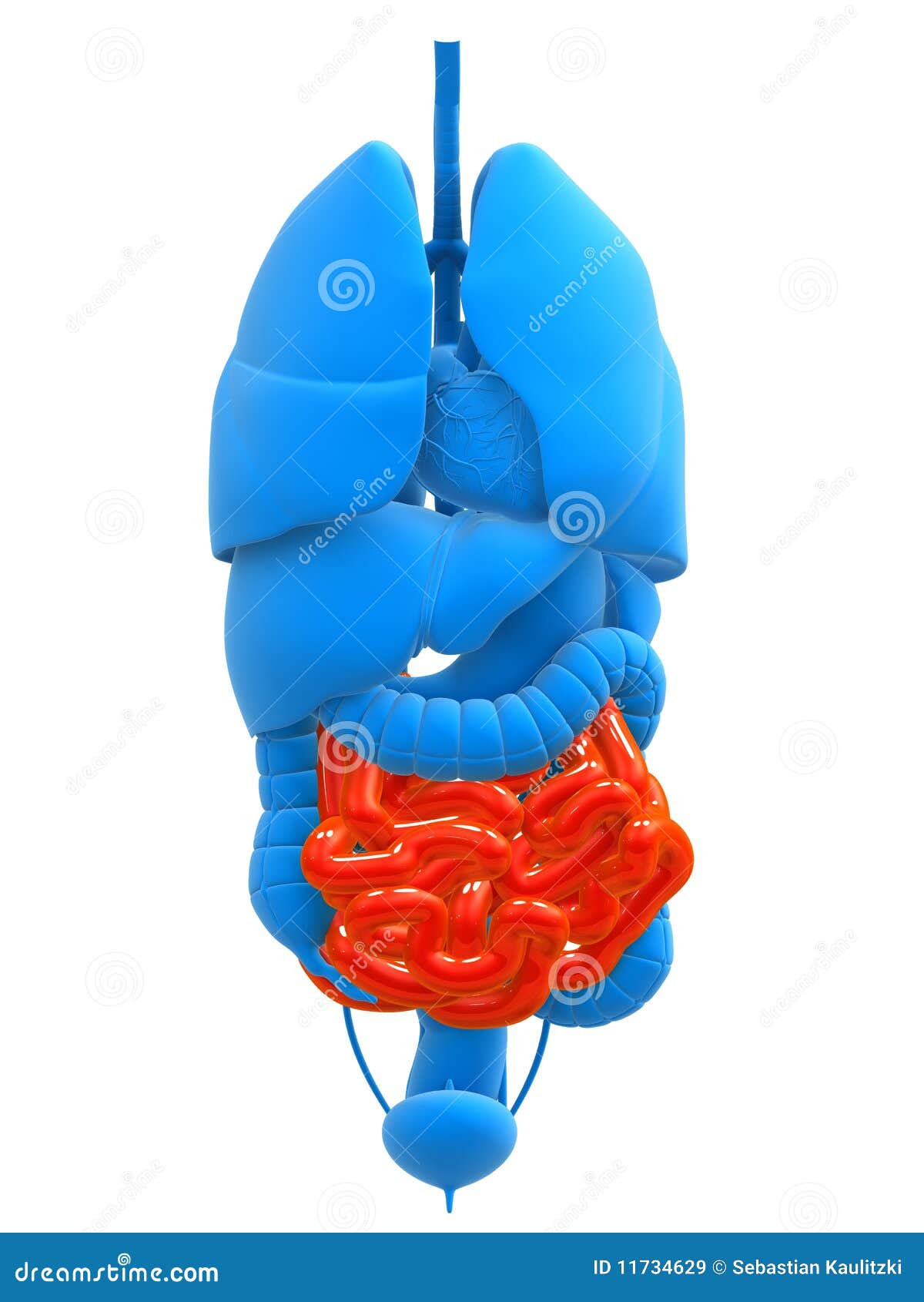 Human small intestines stock illustration. Illustration of biology ...
