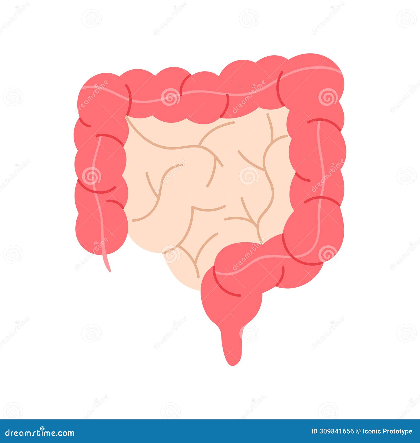 Human Small And Large Intestine Internal Organs Of Digestive Tract