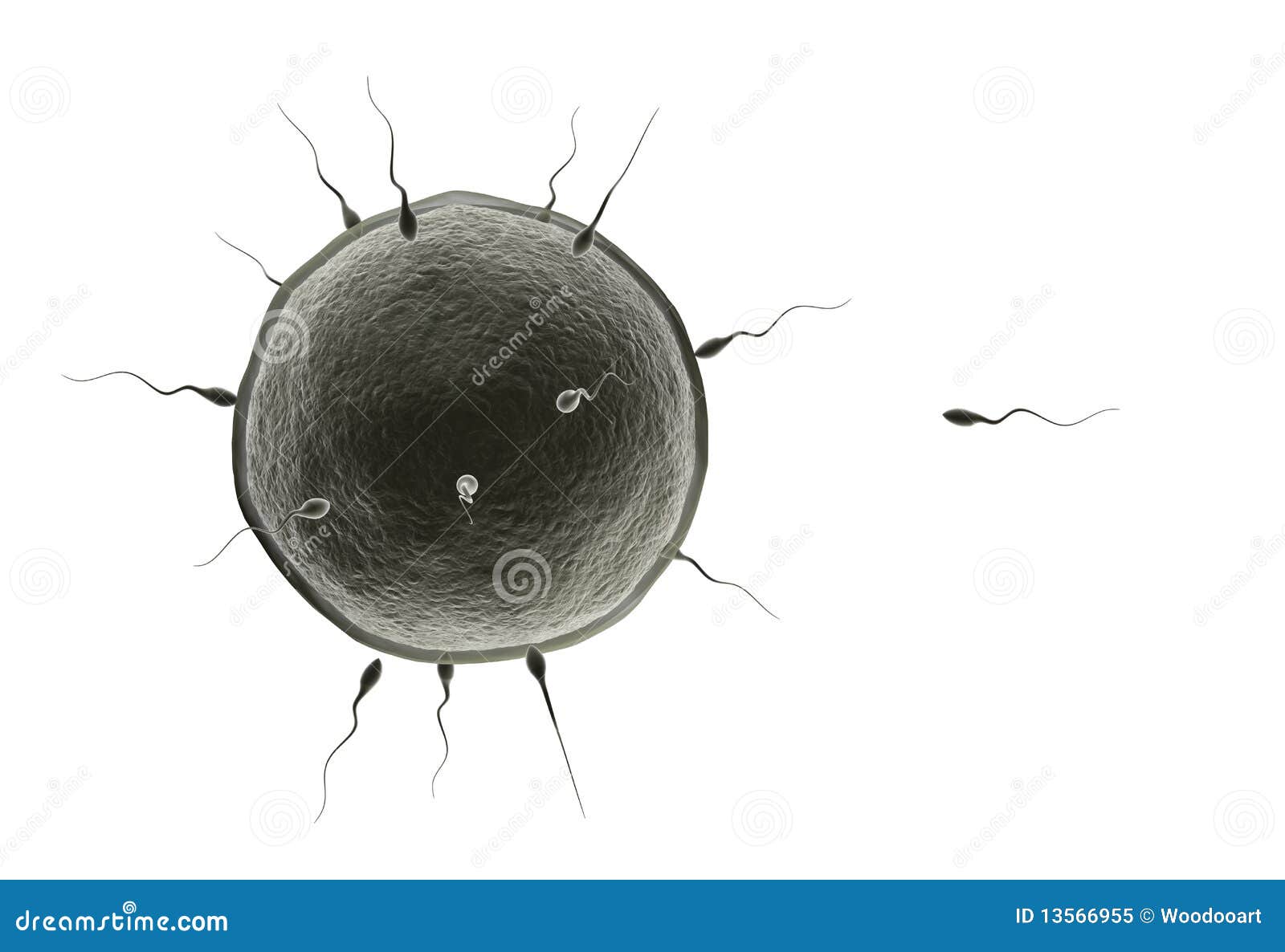 Human Sperm Cells Moving On Blue Background. Natural Fertilization Of ...