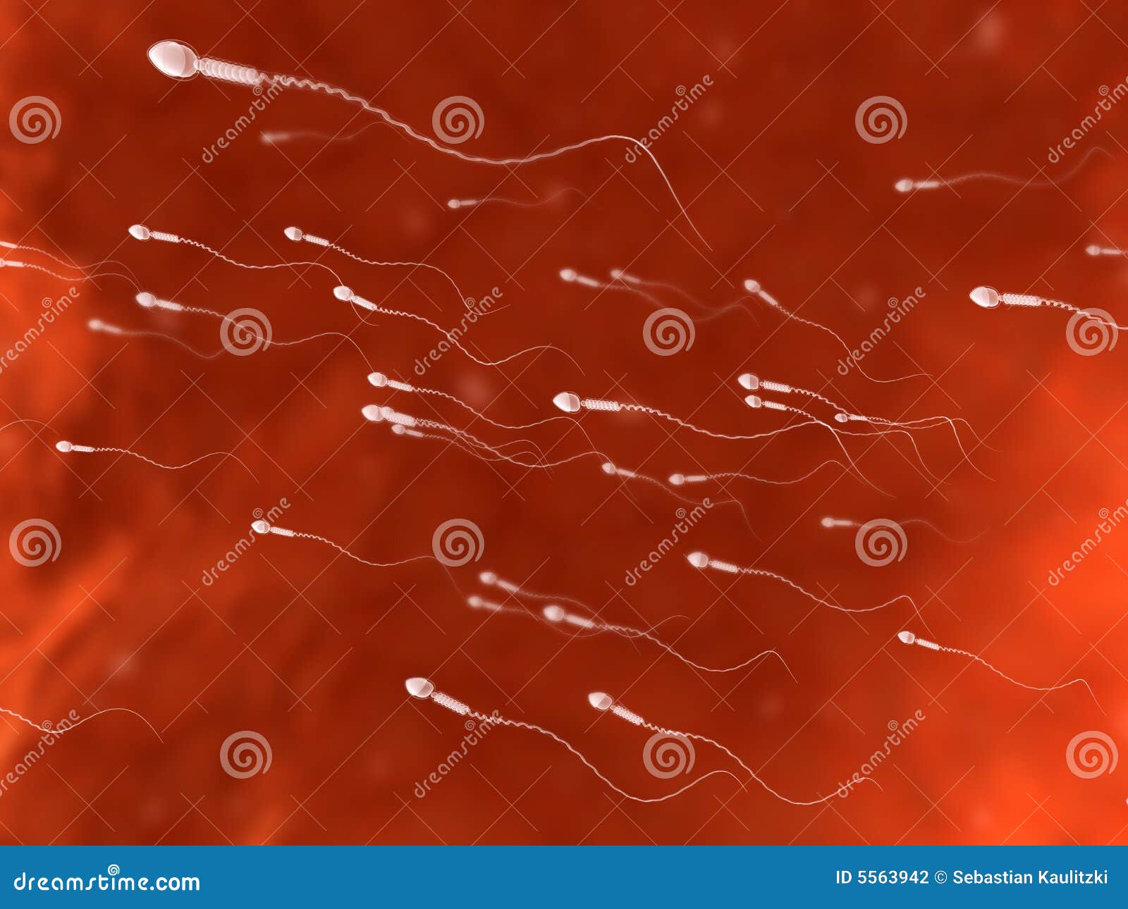 Human Sperm Cell On Microscope. Scientific Background, Natural ...