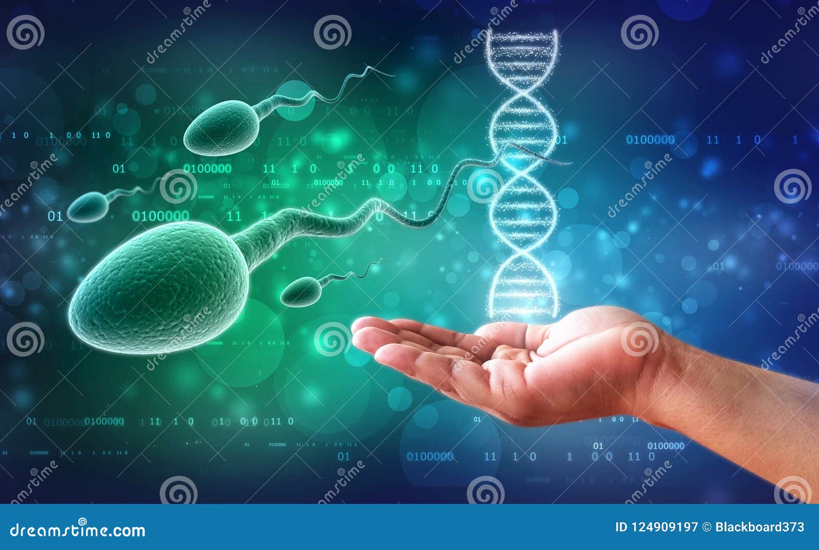 Human Sperm In The Testis Morphology Under Microscope Stock Photography ...