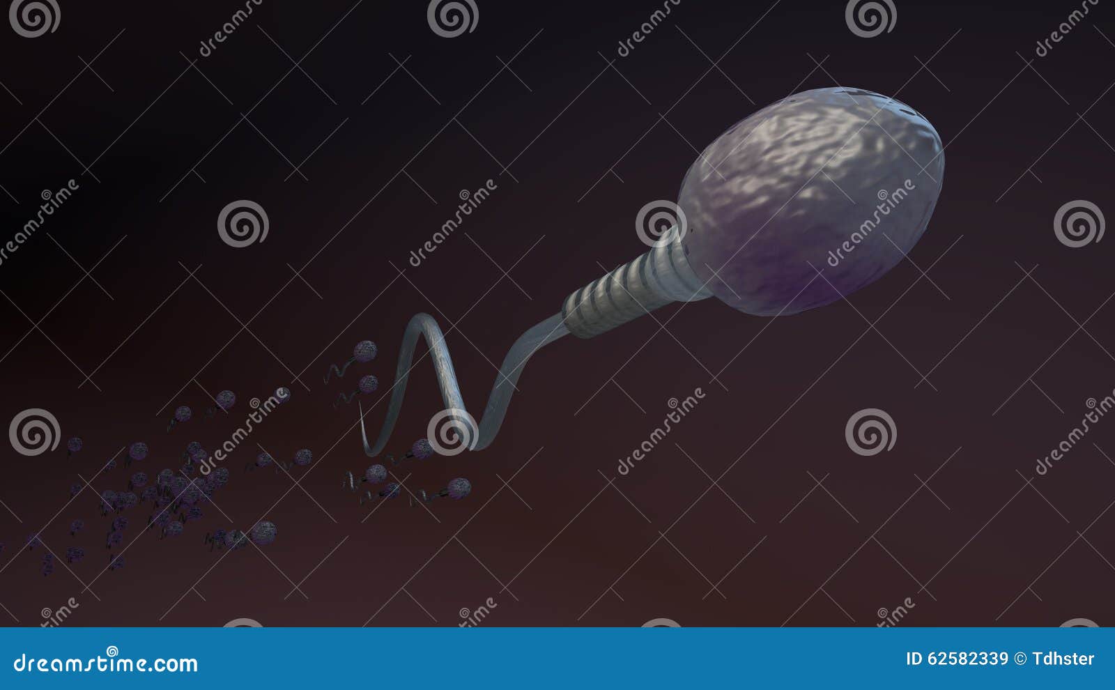 Human Sperm Cell Spermatozoa Stock Illustration - Illustration of baby ...