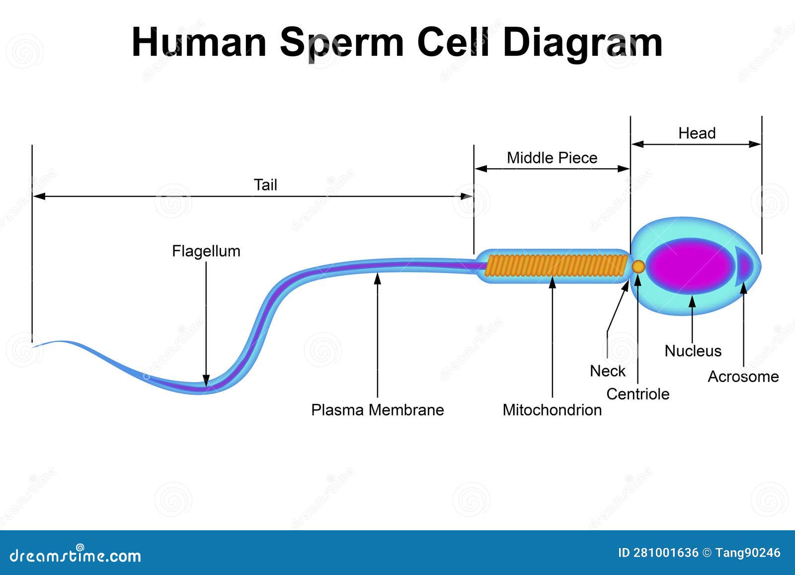 Human Sperm Cell Structure Diagram Stock Illustration - Illustration of ...