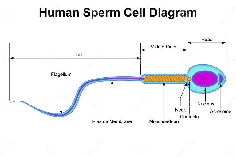 Human Sperm Cell Structure Diagram Stock Illustration - Illustration of ...