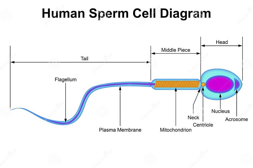Human Sperm Cell Structure Diagram Stock Illustration - Illustration of ...