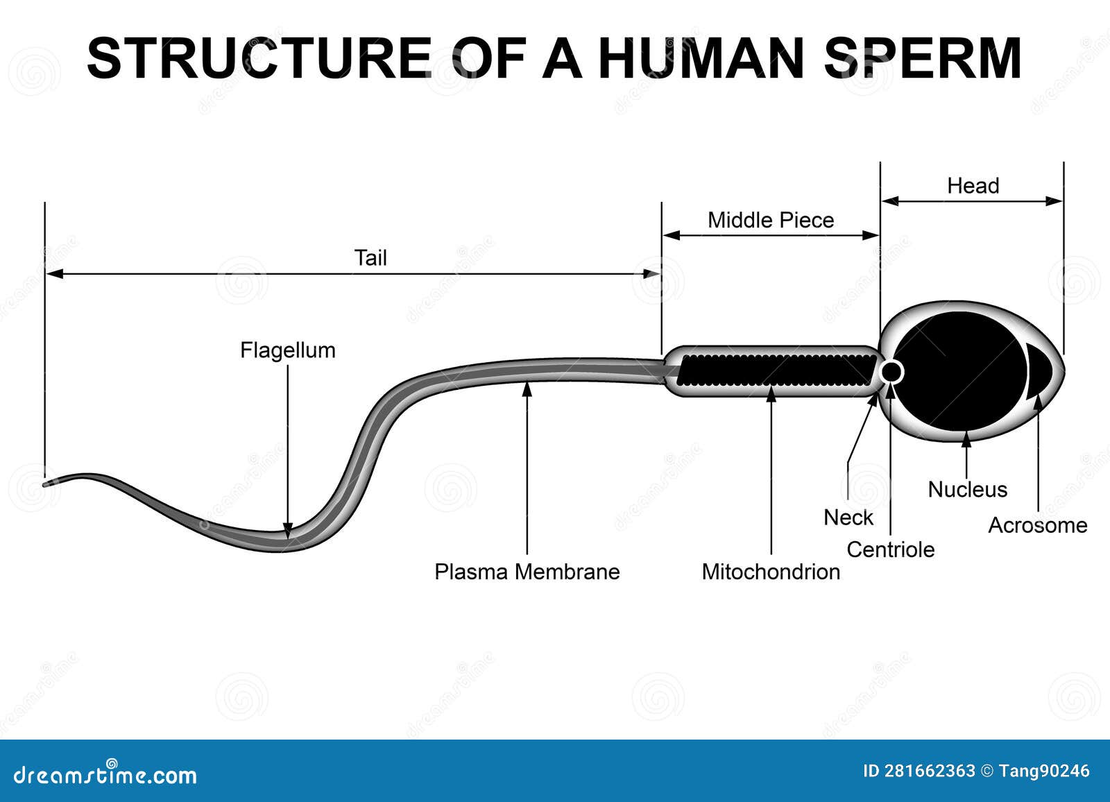 Human Sperm Cell Structure Diagram Stock Illustration - Illustration of ...