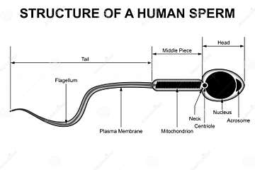 Human Sperm Cell Structure Diagram Stock Illustration - Illustration of ...