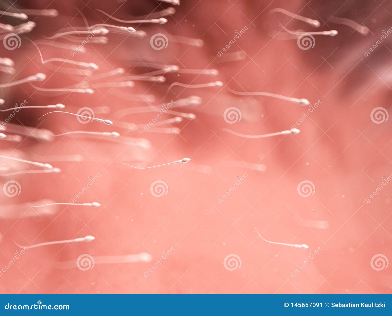 Human sperm stock illustration. Illustration of embryology - 145657091