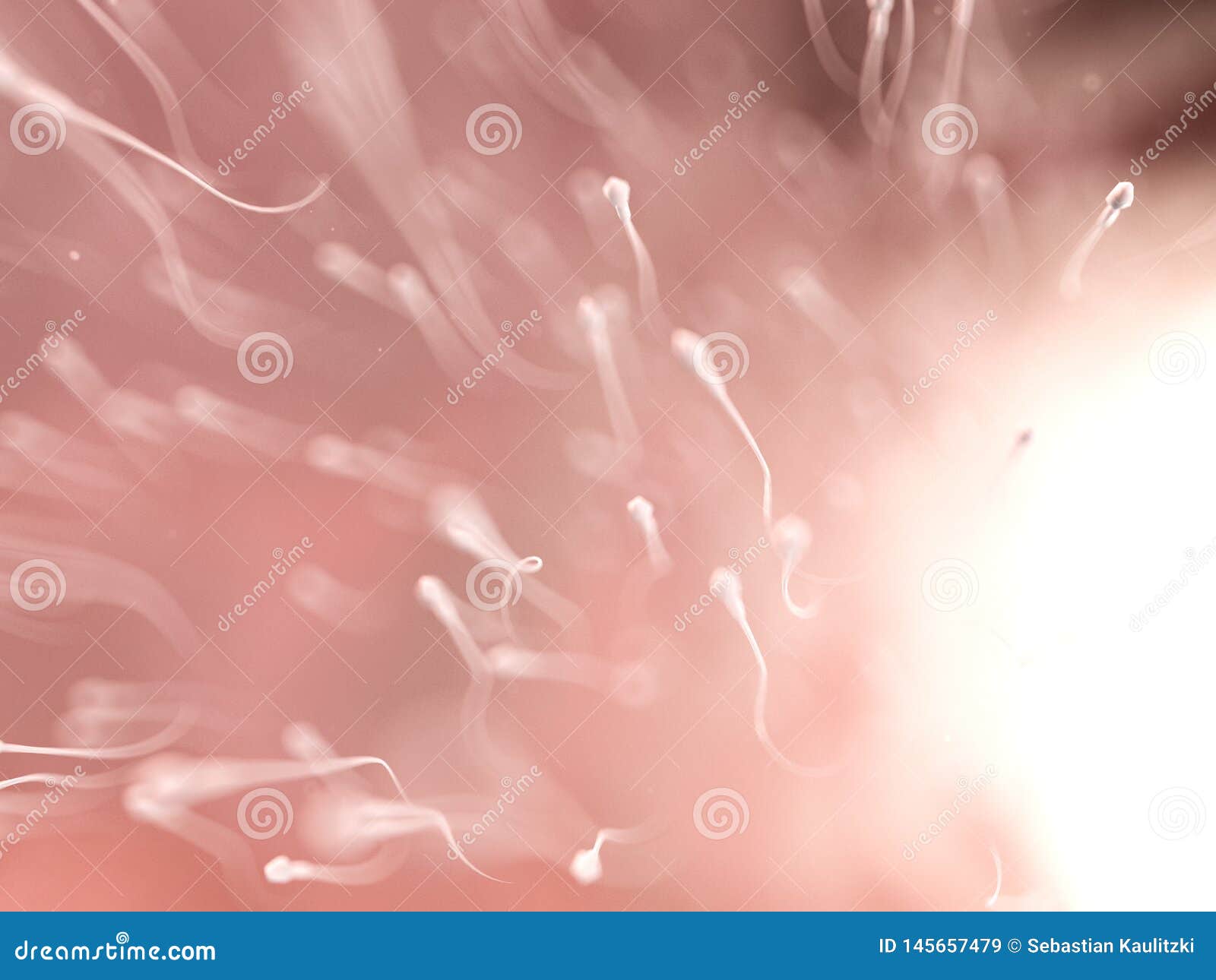 Human sperm stock illustration. Illustration of nucleus - 145657479
