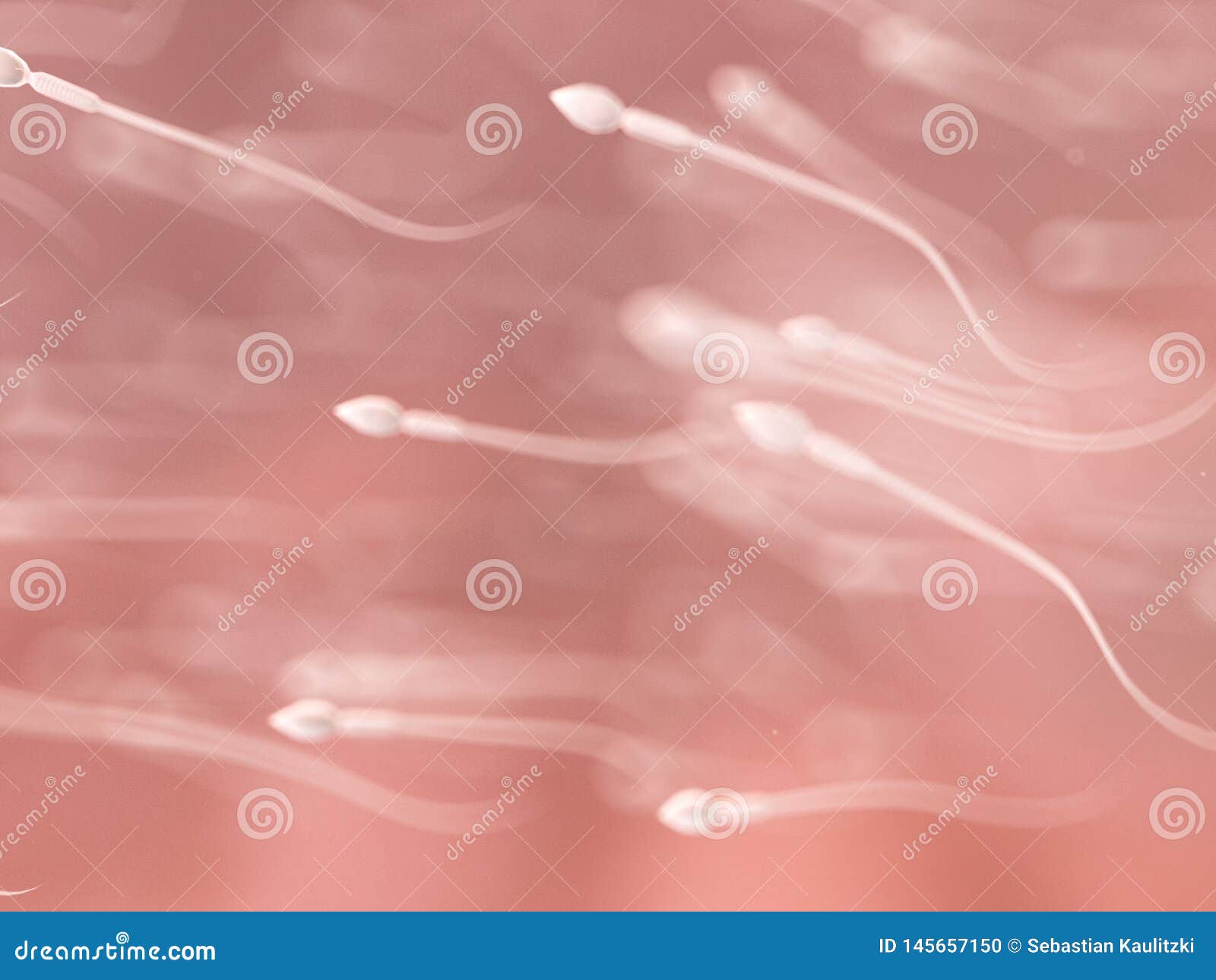Human sperm stock illustration. Illustration of embryo - 145657150
