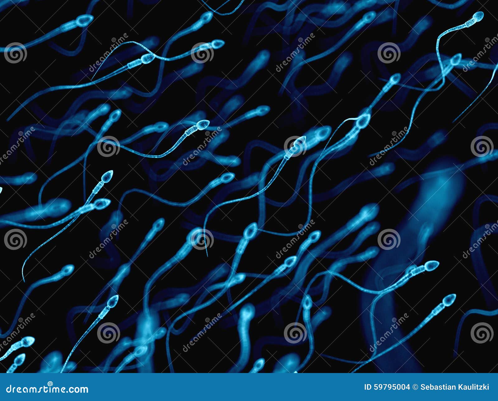Human sperms stock illustration. Illustration of cells - 59795004