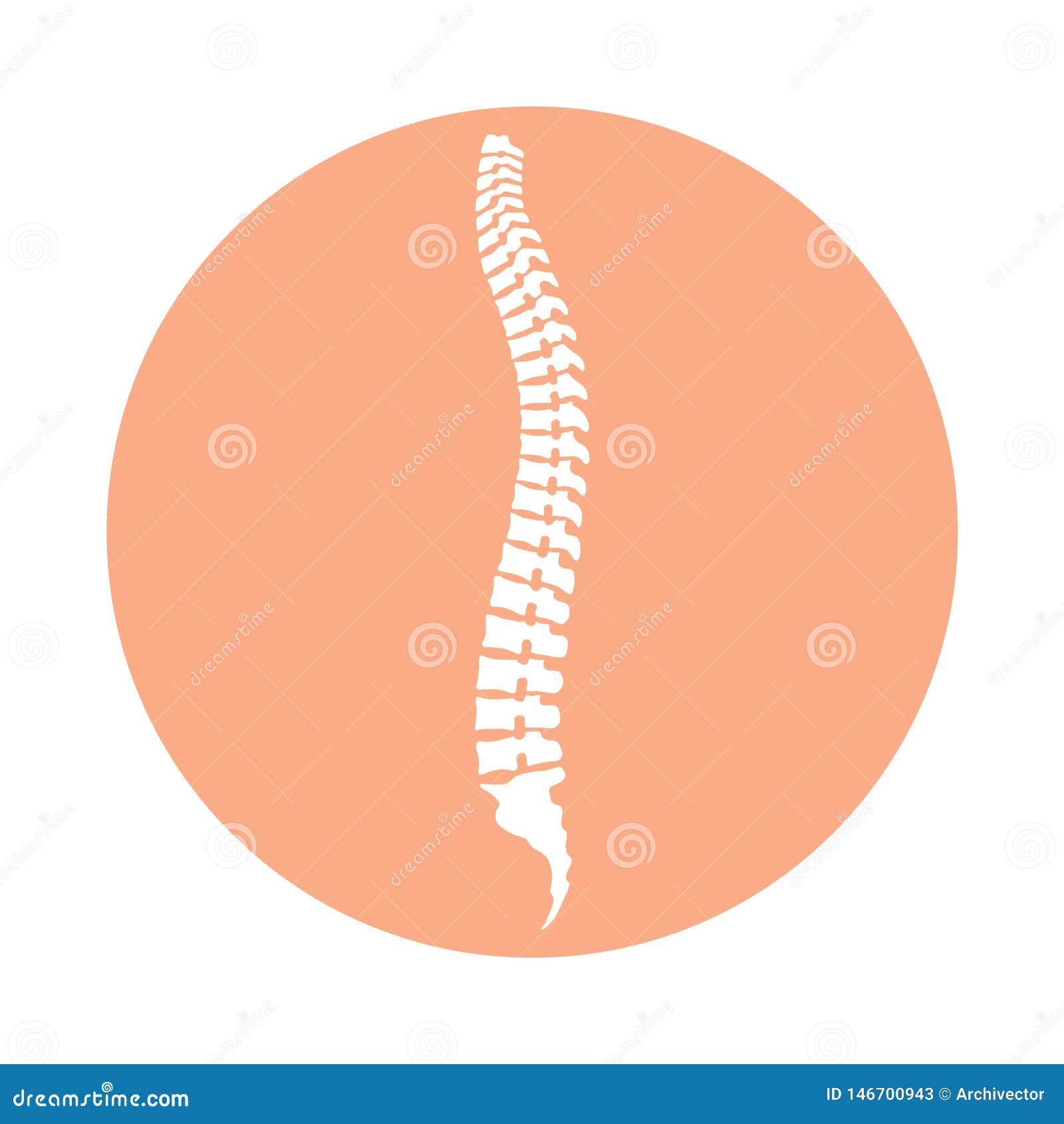 Human Spinal Column in the Circle Stock Vector - Illustration of bone ...