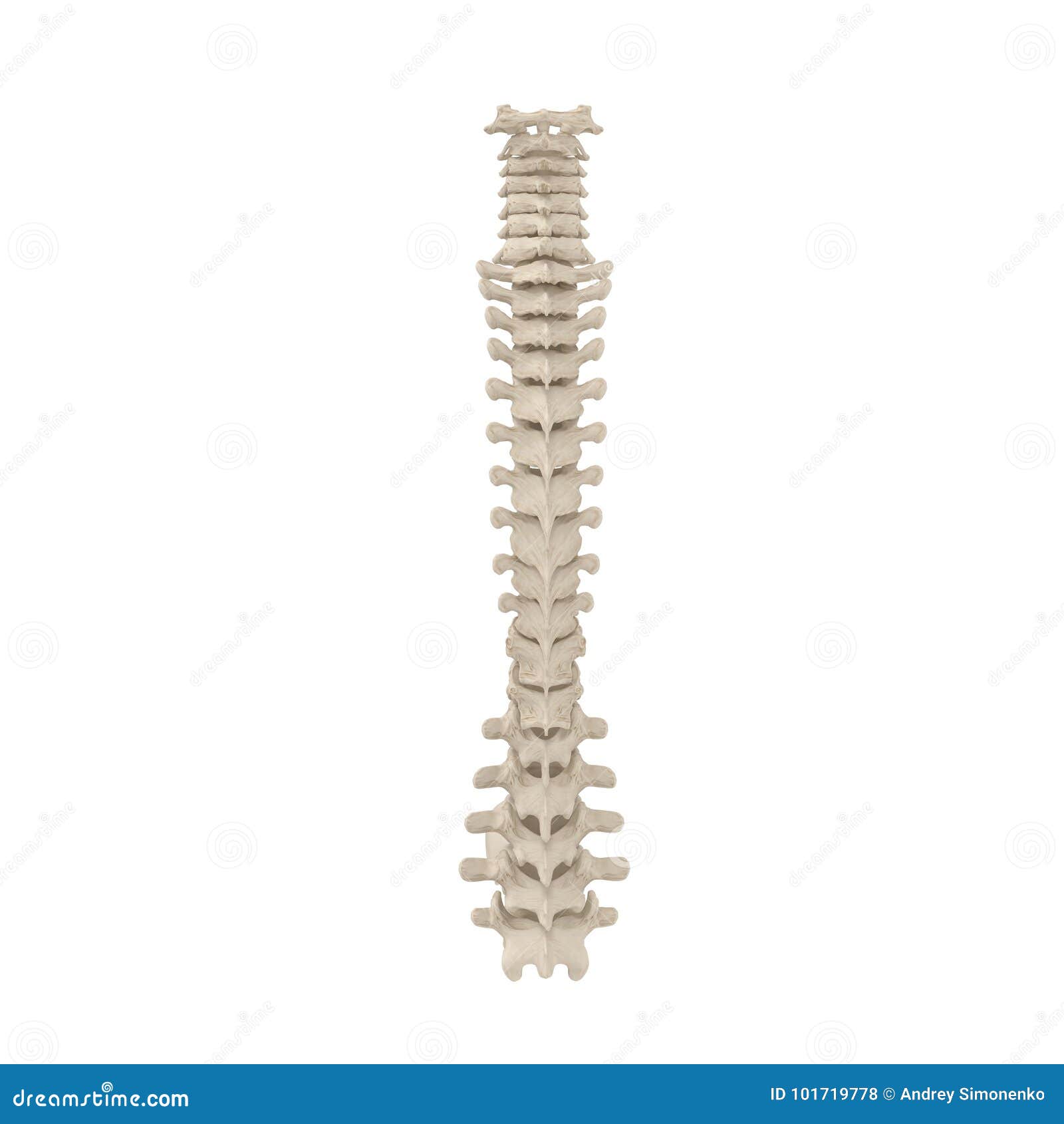 X-Ray Human Spinal Column Or Backbone Or Spine From Various Angles ...