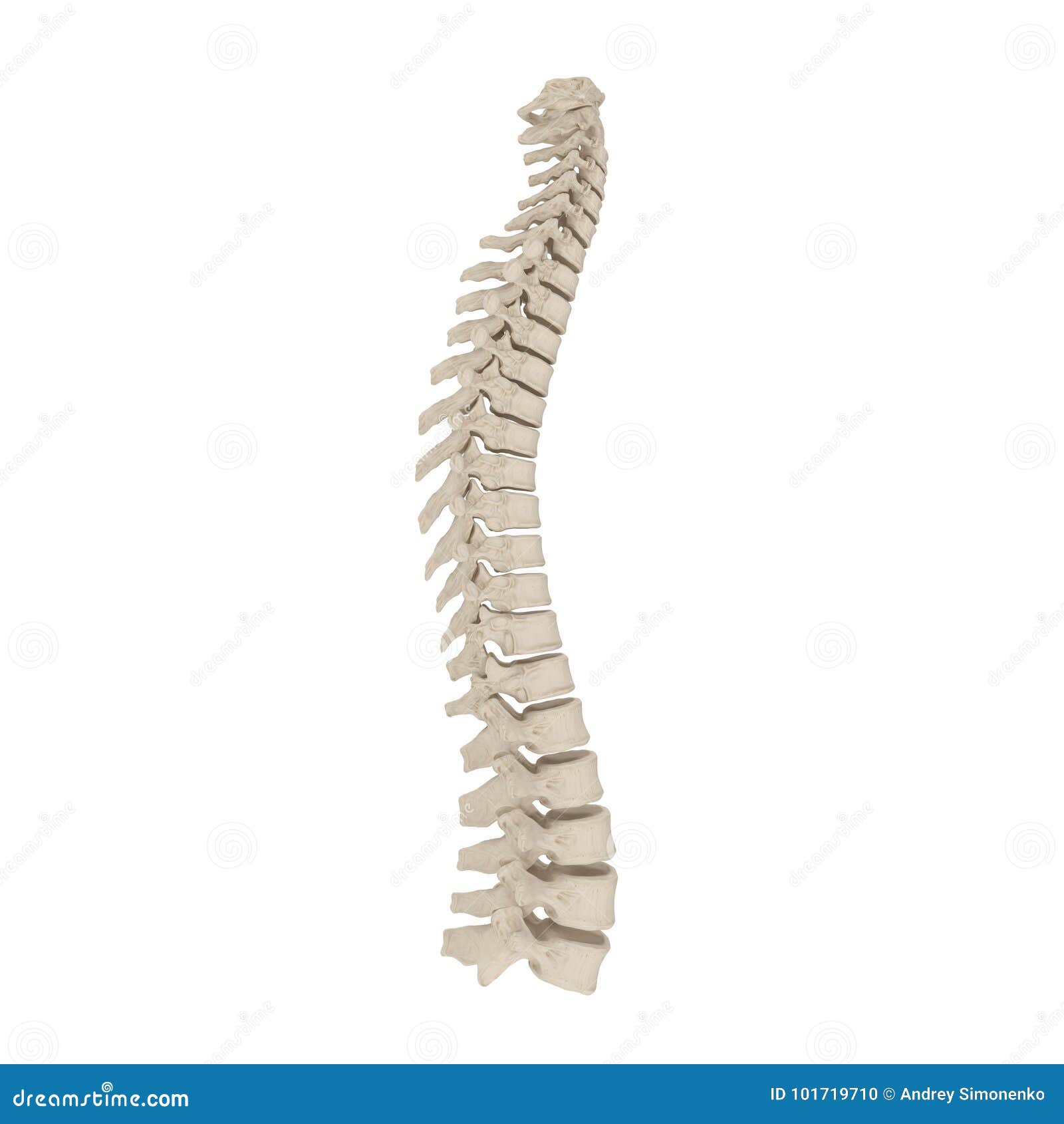 Human Spinal Column With Backbone And Spine Skeletal Anatomy Outline ...
