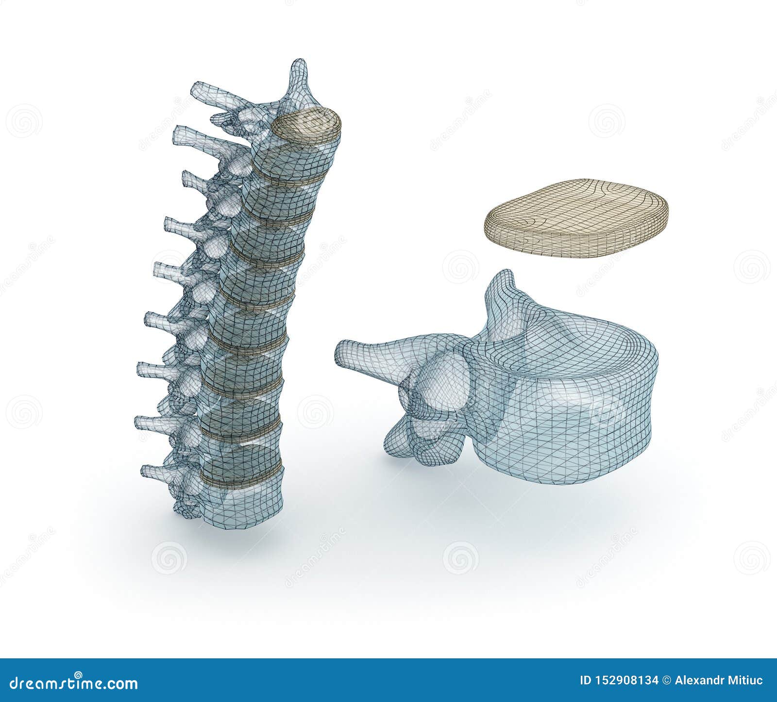 Human Spinal Column With Backbone And Spine Skeletal Anatomy Outline ...