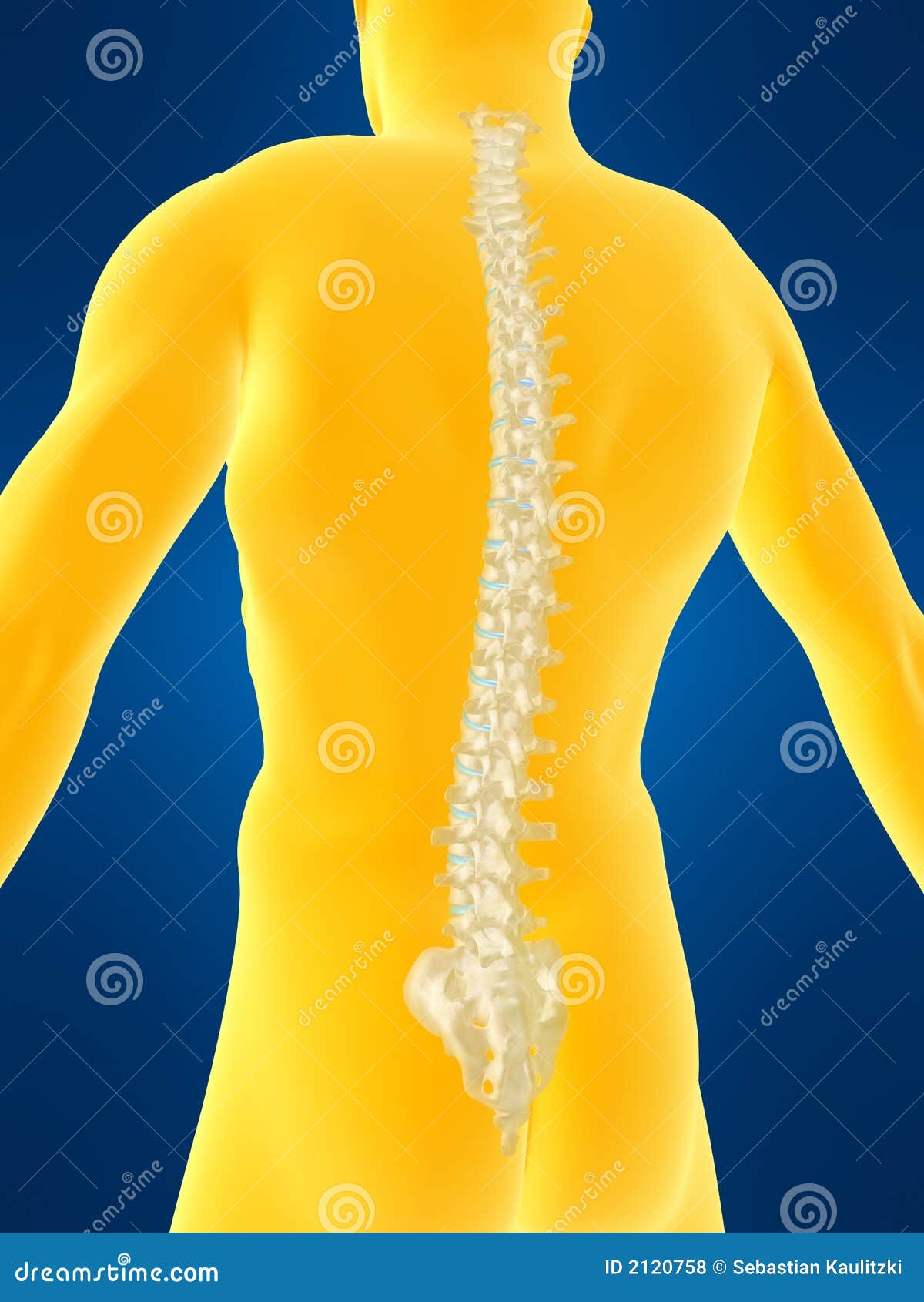 Human spine stock illustration. Illustration of care, pain - 2120758
