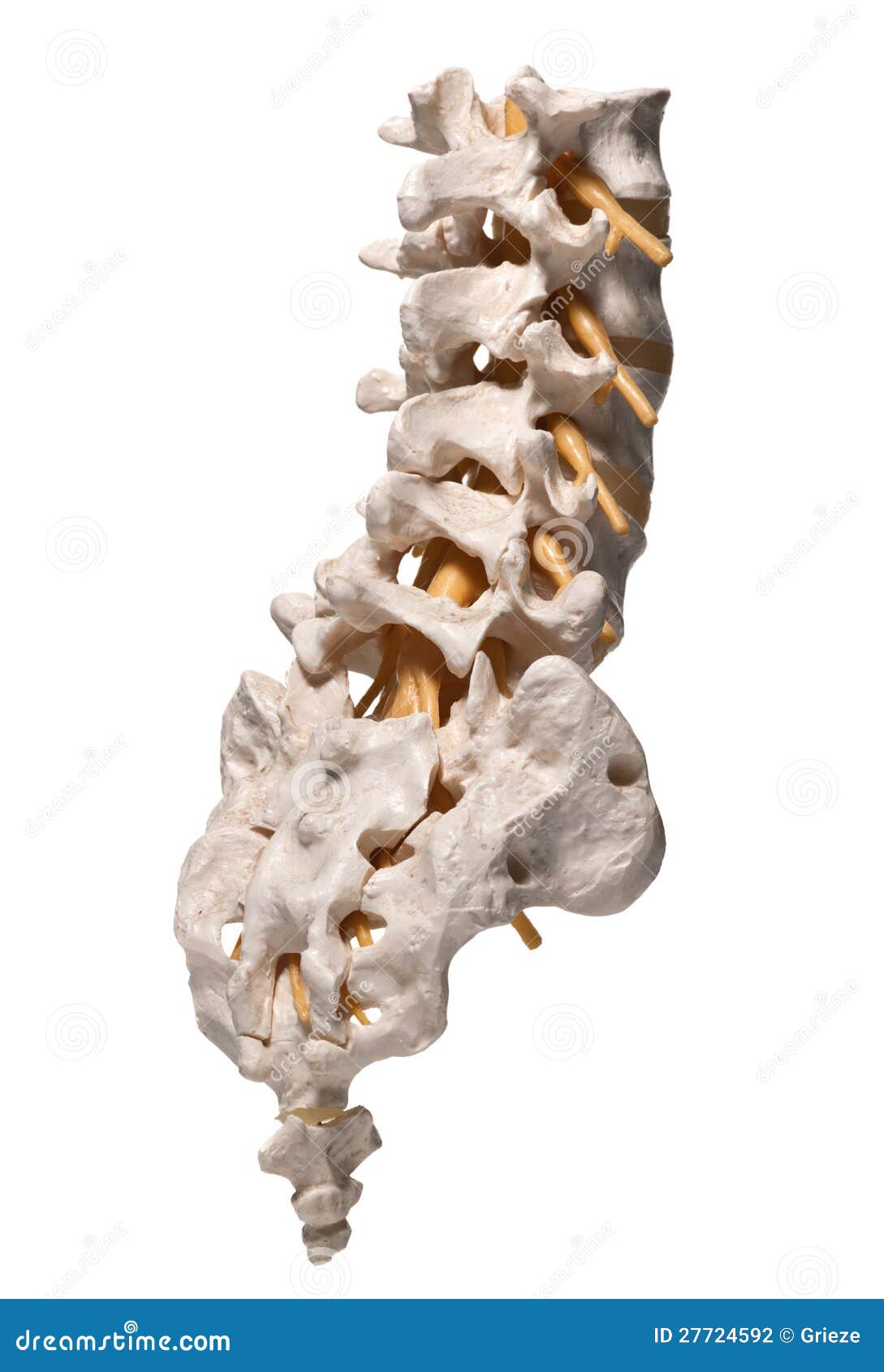 Human spine stock photo. Image of anatomical, skeletal - 27724592