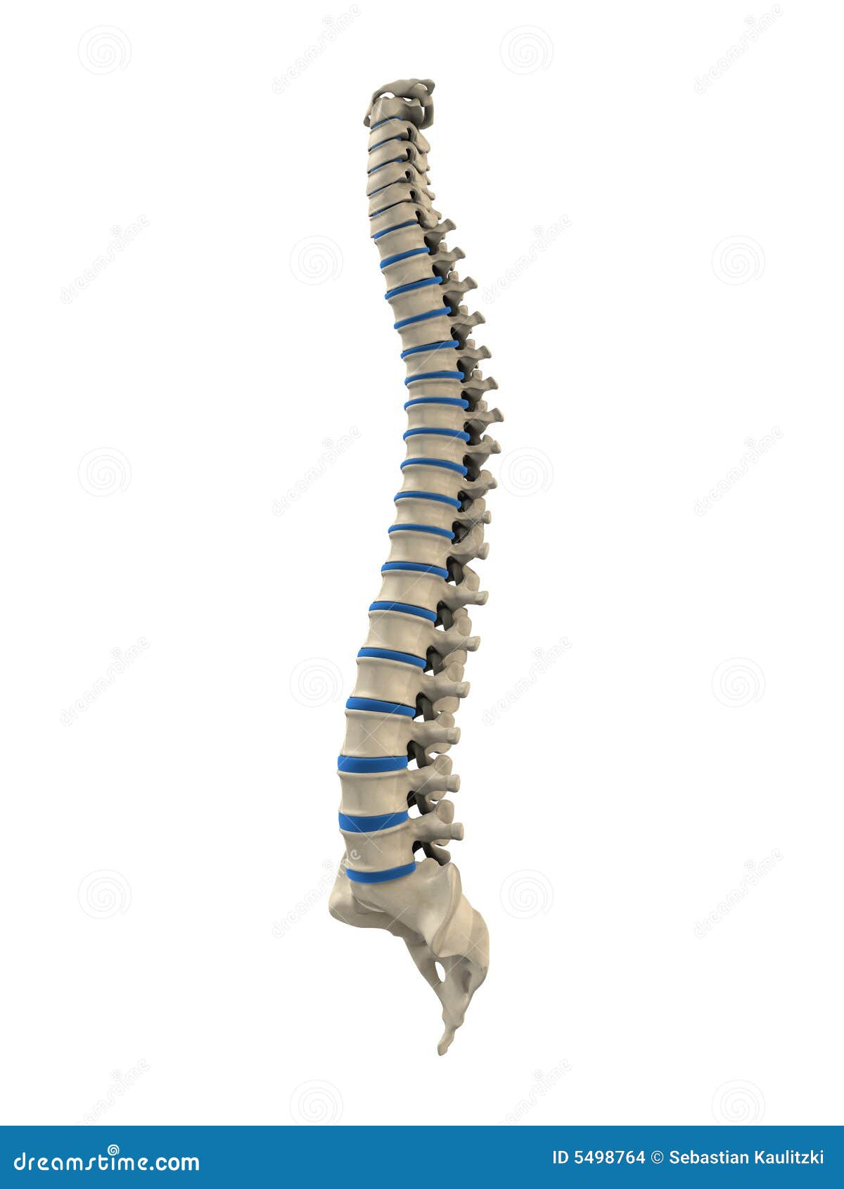 Human spine stock illustration. Illustration of medical - 5498764
