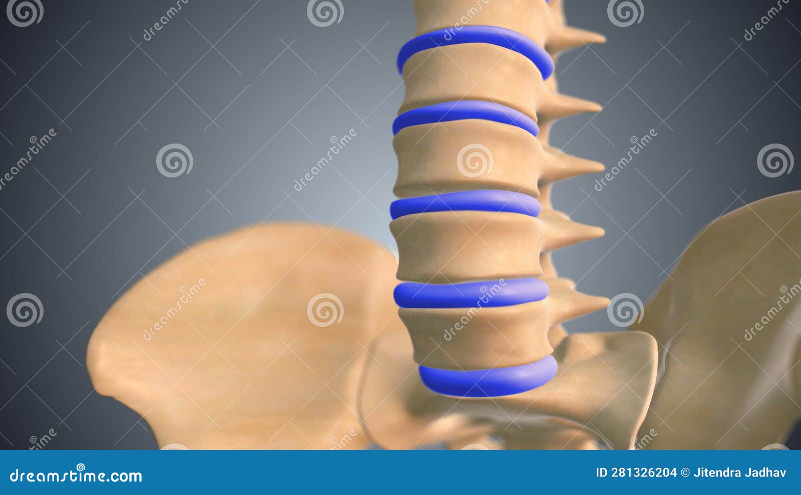 Human Spine with Pelvis Medical 3D Illustration Stock Illustration ...