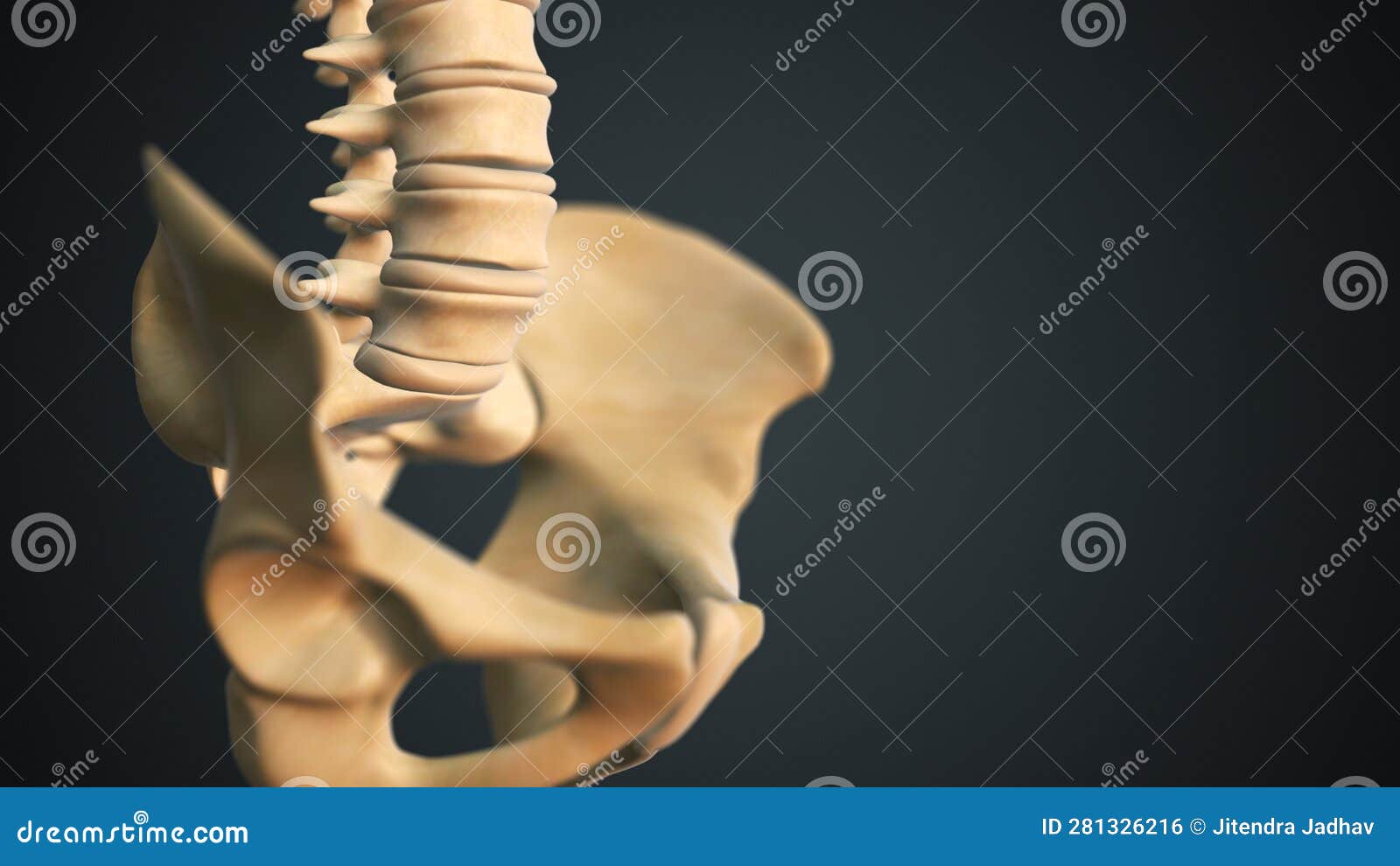 Human Spine with Pelvis Medical 3D Illustration Stock Illustration ...