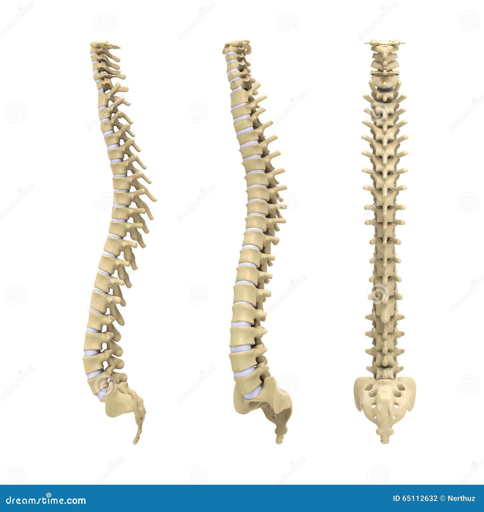 Spine Anatomy Realistic Chart Vector Illustration | CartoonDealer.com ... Spine Anatomy Realistic Chart Vector Illustration | CartoonDealer.com ...