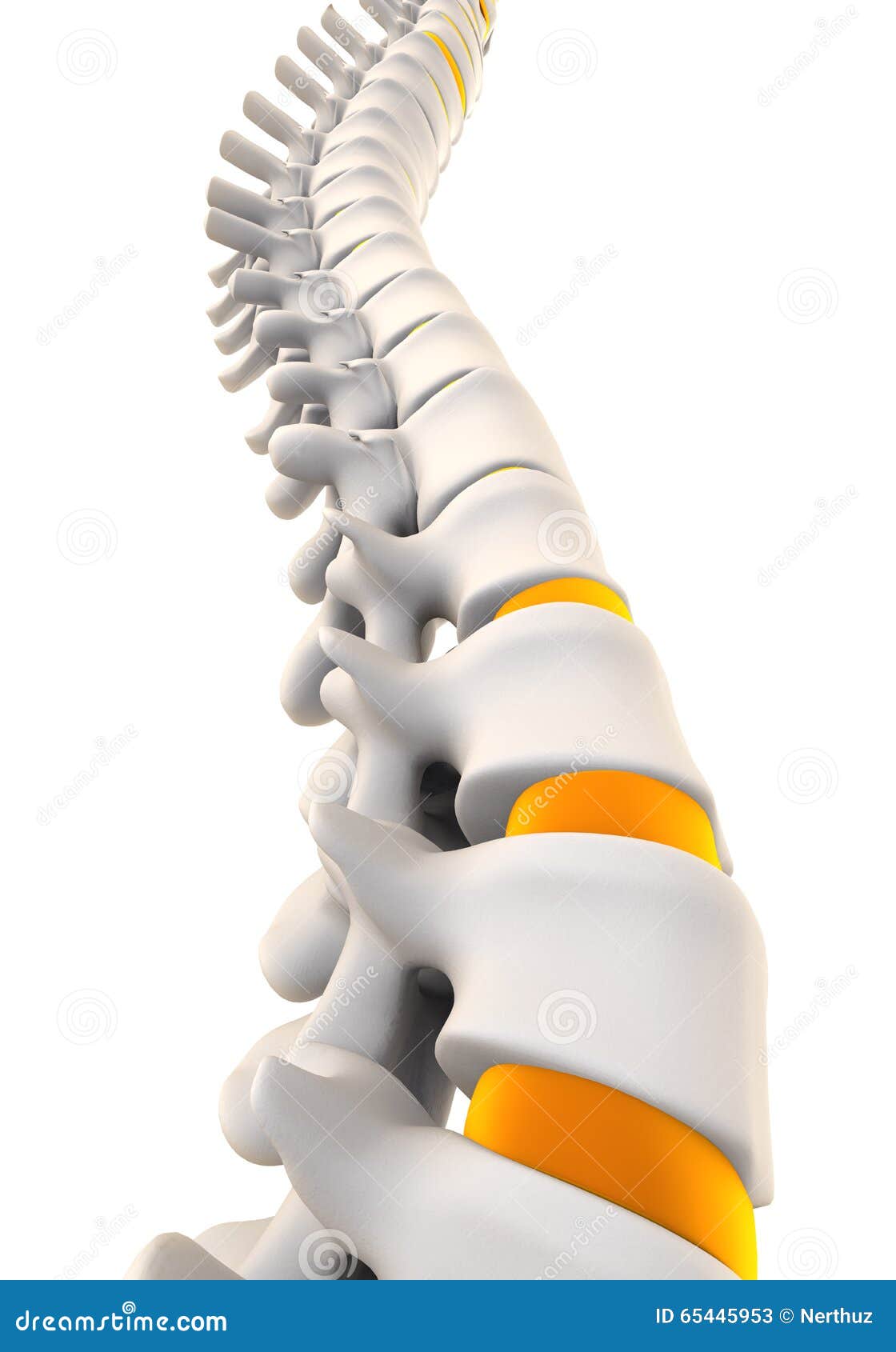 Spine Anatomy Human Body Royalty-Free Cartoon | CartoonDealer.com #42168029