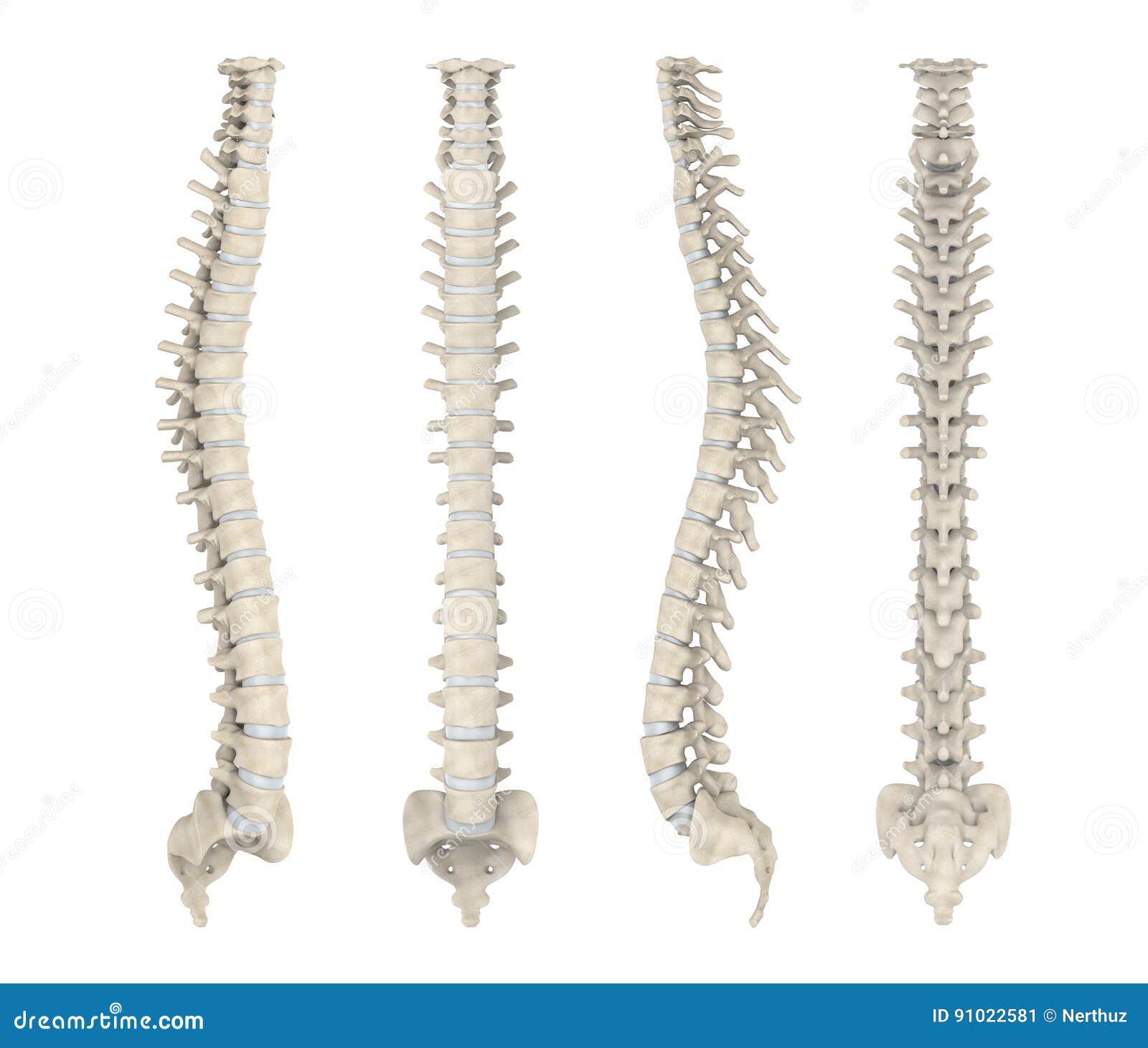 Human Spine Anatomy stock illustration. Illustration of anatomy - 91022581