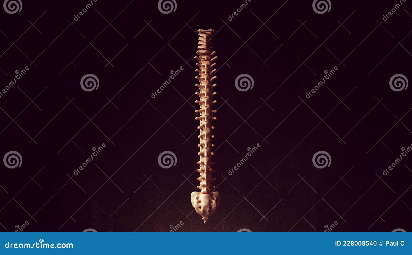 Human Spine Anatomy Spinal Cord Flexible Backbone Vertebrate Column ...