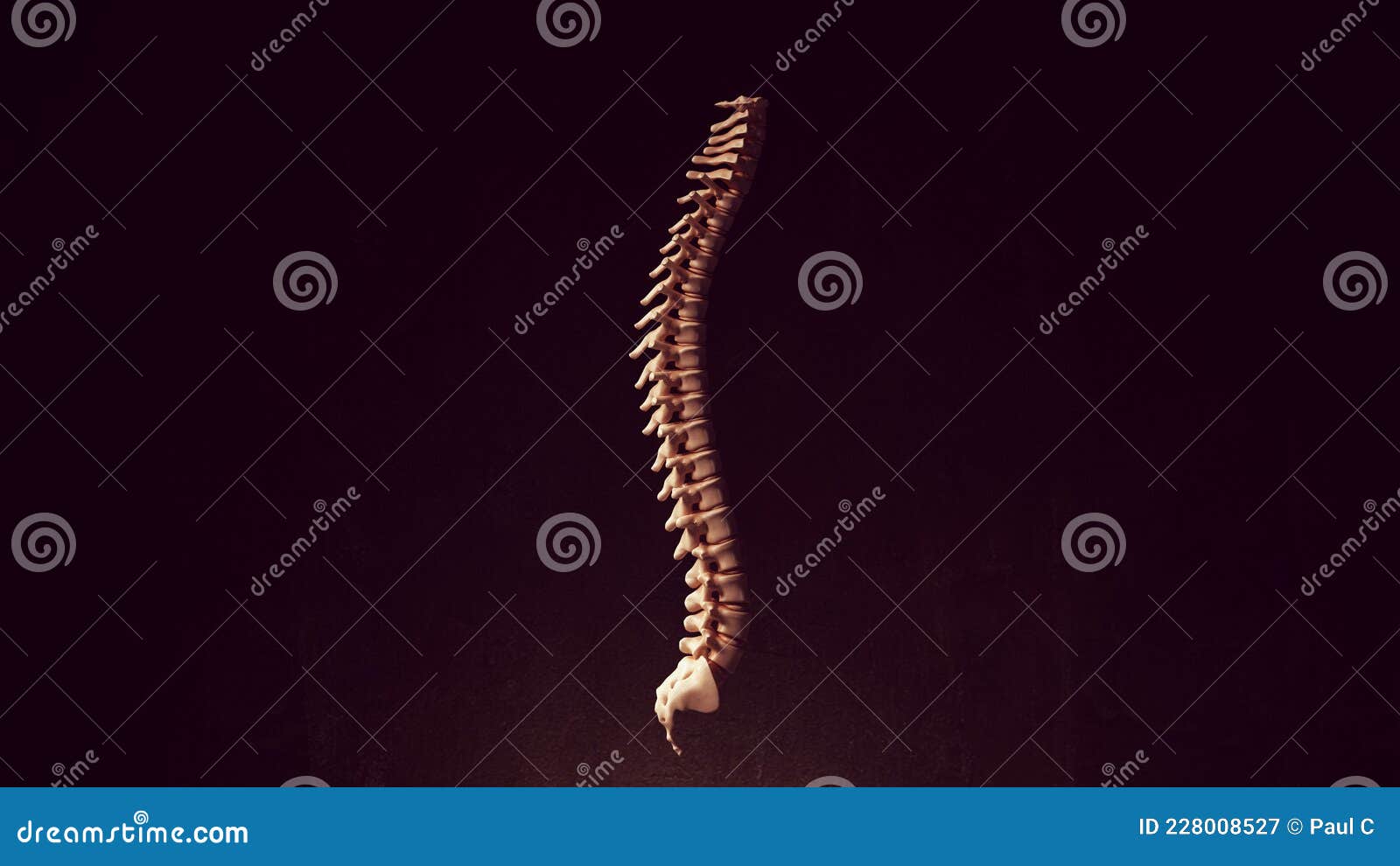 Human Spine Anatomy Spinal Cord Flexible Backbone Vertebrate Column ...