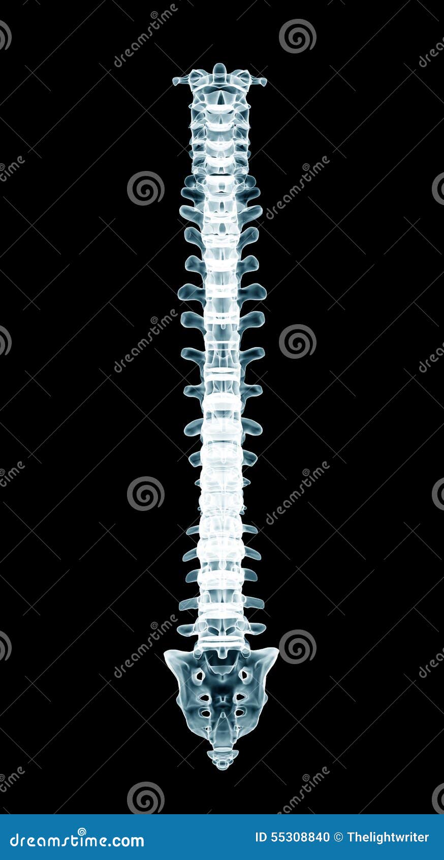 Human Spine On A Black Background Xray Stock Photo | CartoonDealer.com ...