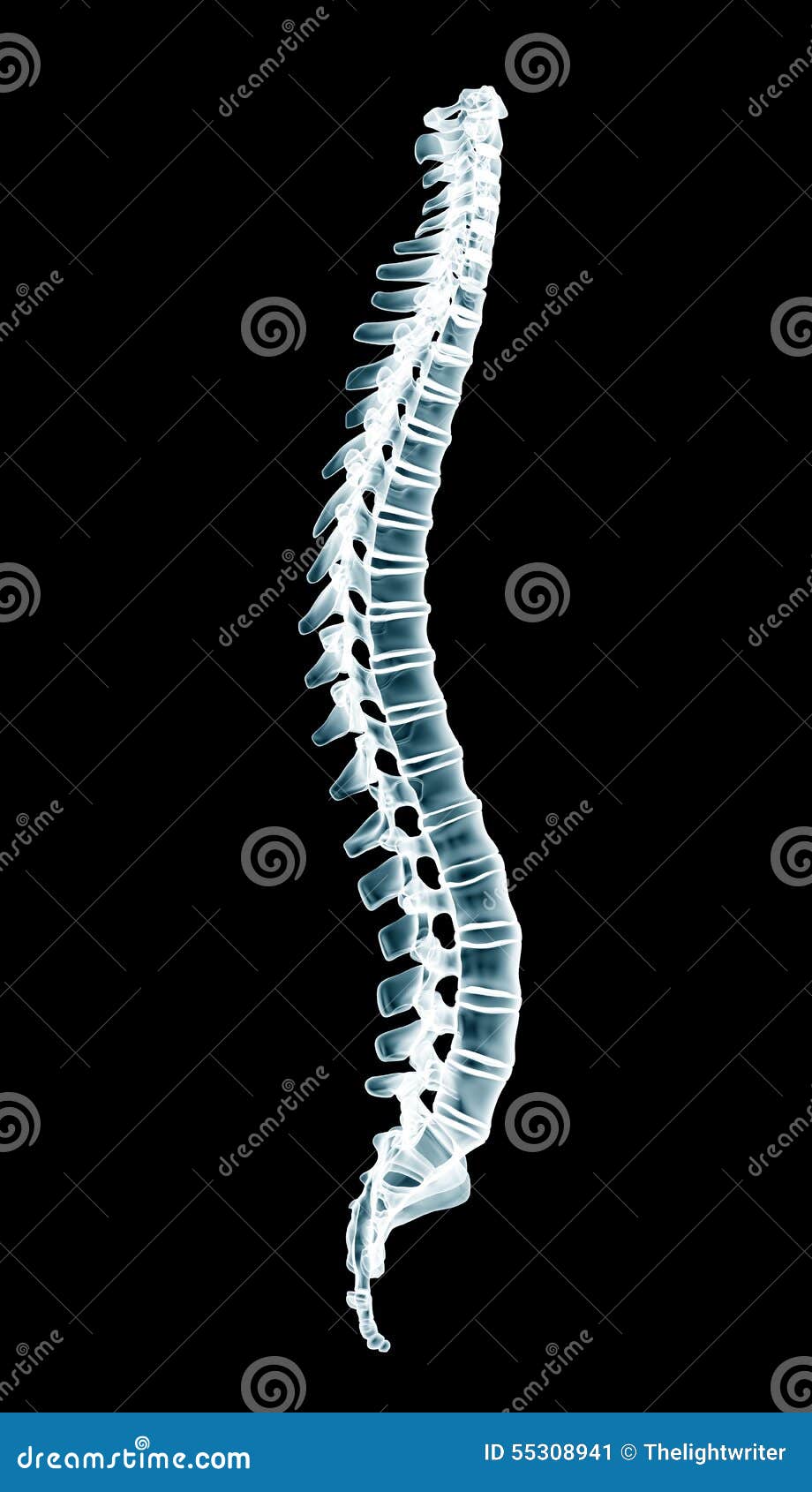 Human Spine Background Stock Illustrations – 8,095 Human Spine ...