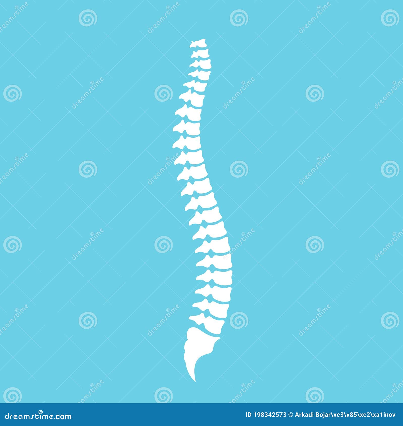 Anatomical Correct Male Skeleton Royalty-Free Stock Photography ...