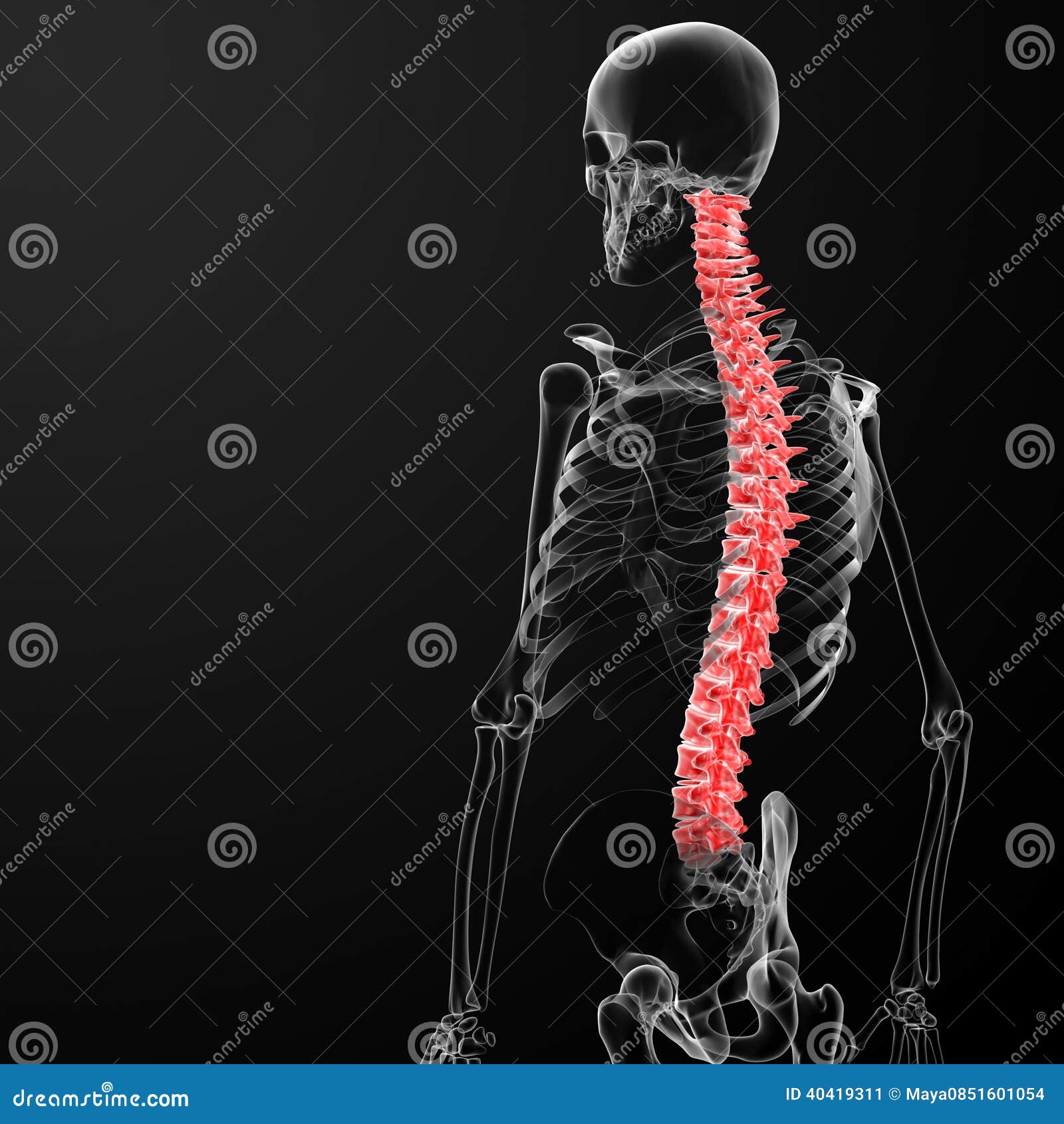 Human Spine Back View